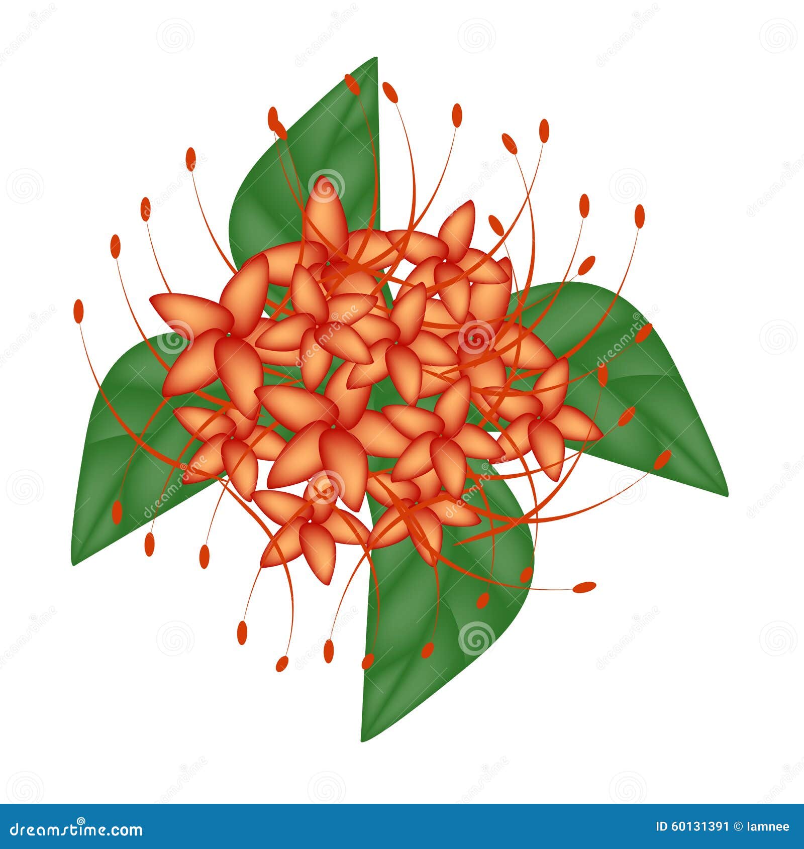 Roter Bush Willow Flower Oder Blume Combretum Erythrophyllum Vektor ...