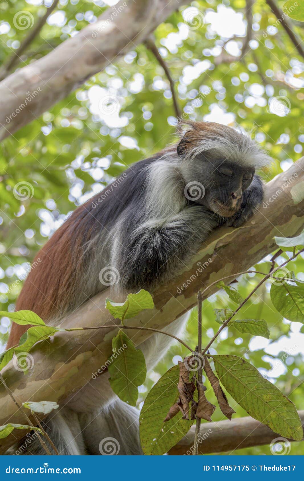 Roter Colobusfallhammer Im Jozani Wald Stockbild - Bild von affe ...