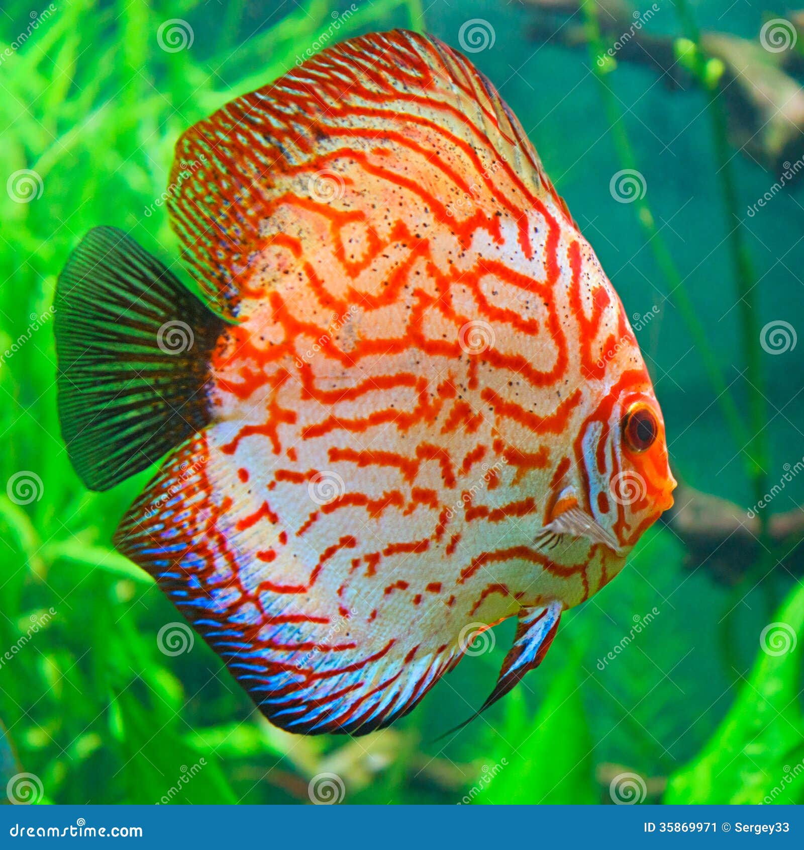 Roter Diskus (Symphysodon-Diskus) Stockbild - Bild von hell, disken ...