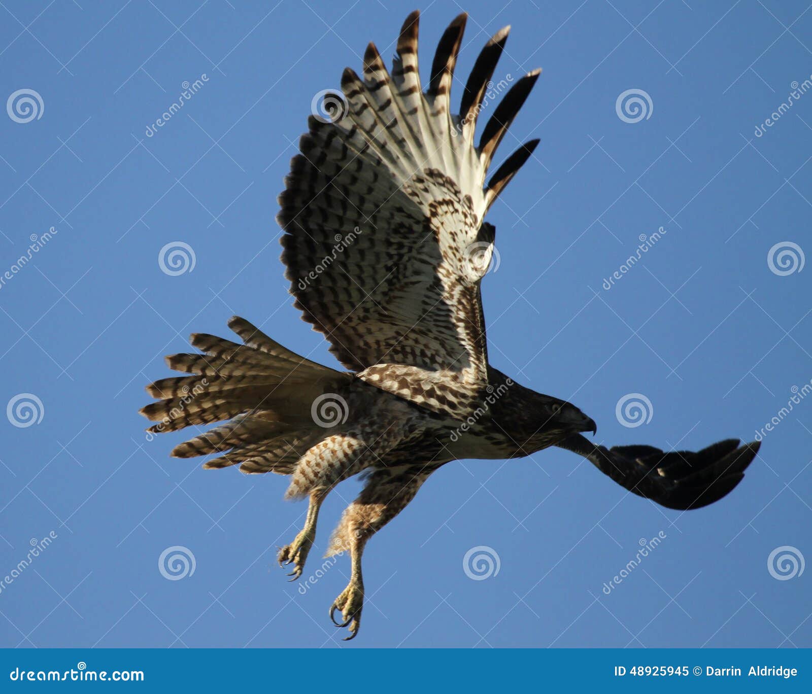 Roter Endstück-Falke Im Flug Stockbild - Bild von voll, suchen: 48925945