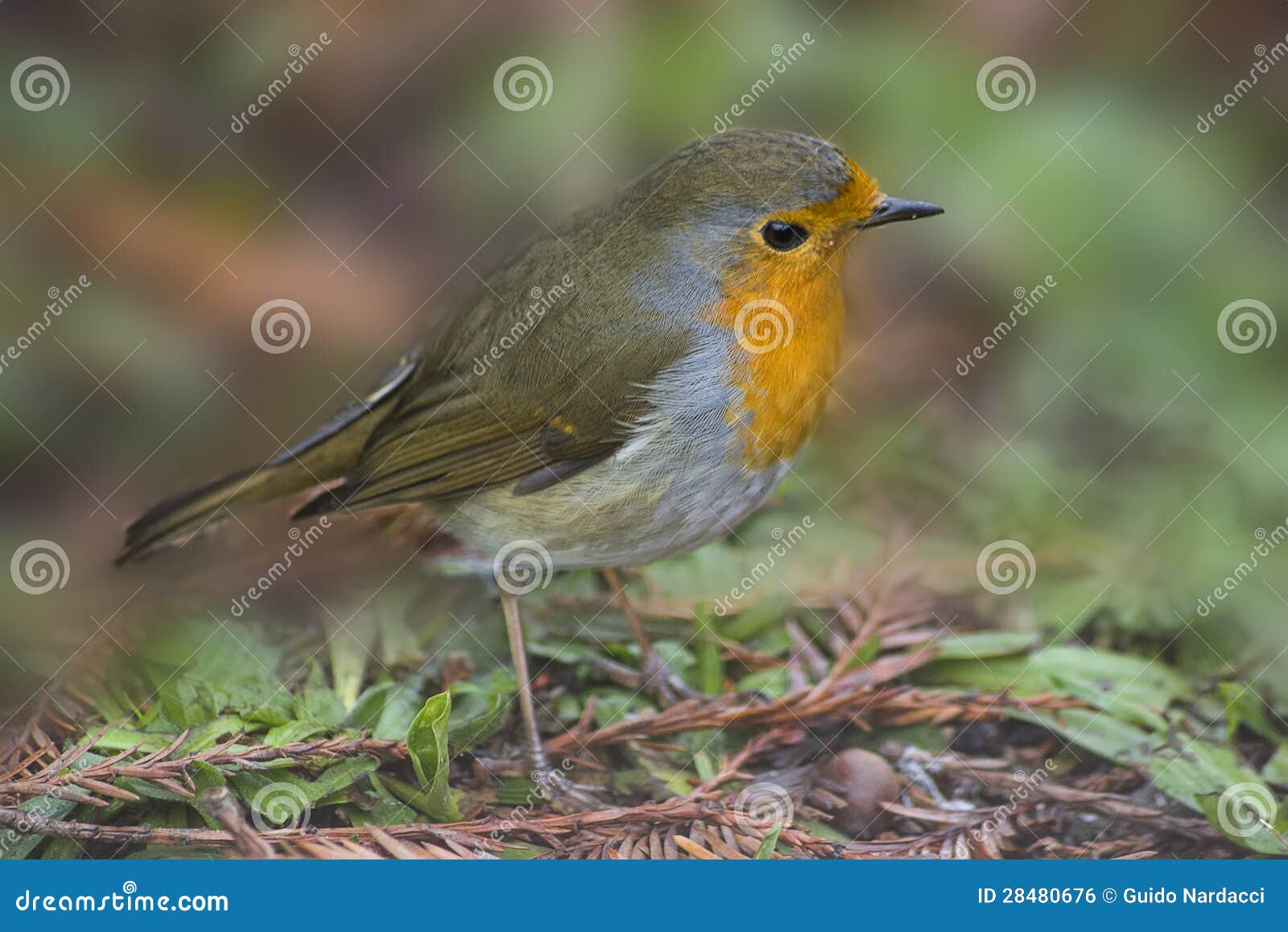 Roter Europäer Robin, Vogel Stockfoto - Bild von vogel, winter: 28480676