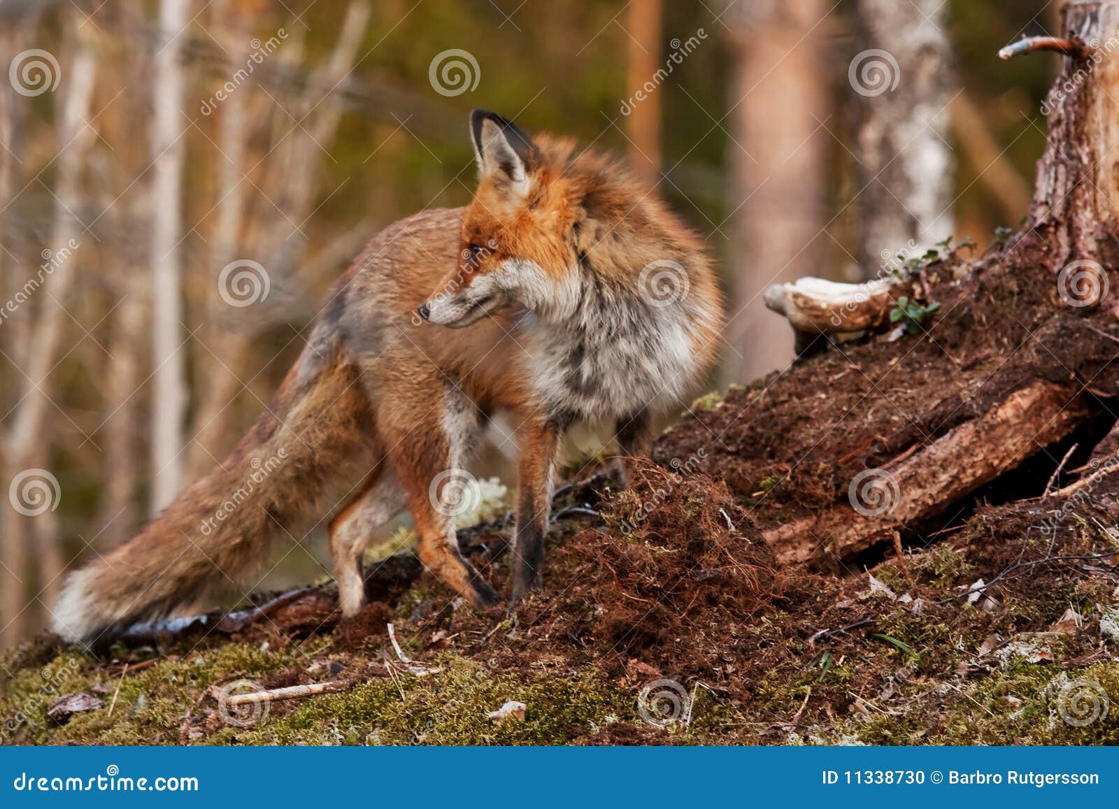 Roter Fuchs stockfoto. Bild von säugetier, fuchs, füchse - 11338730