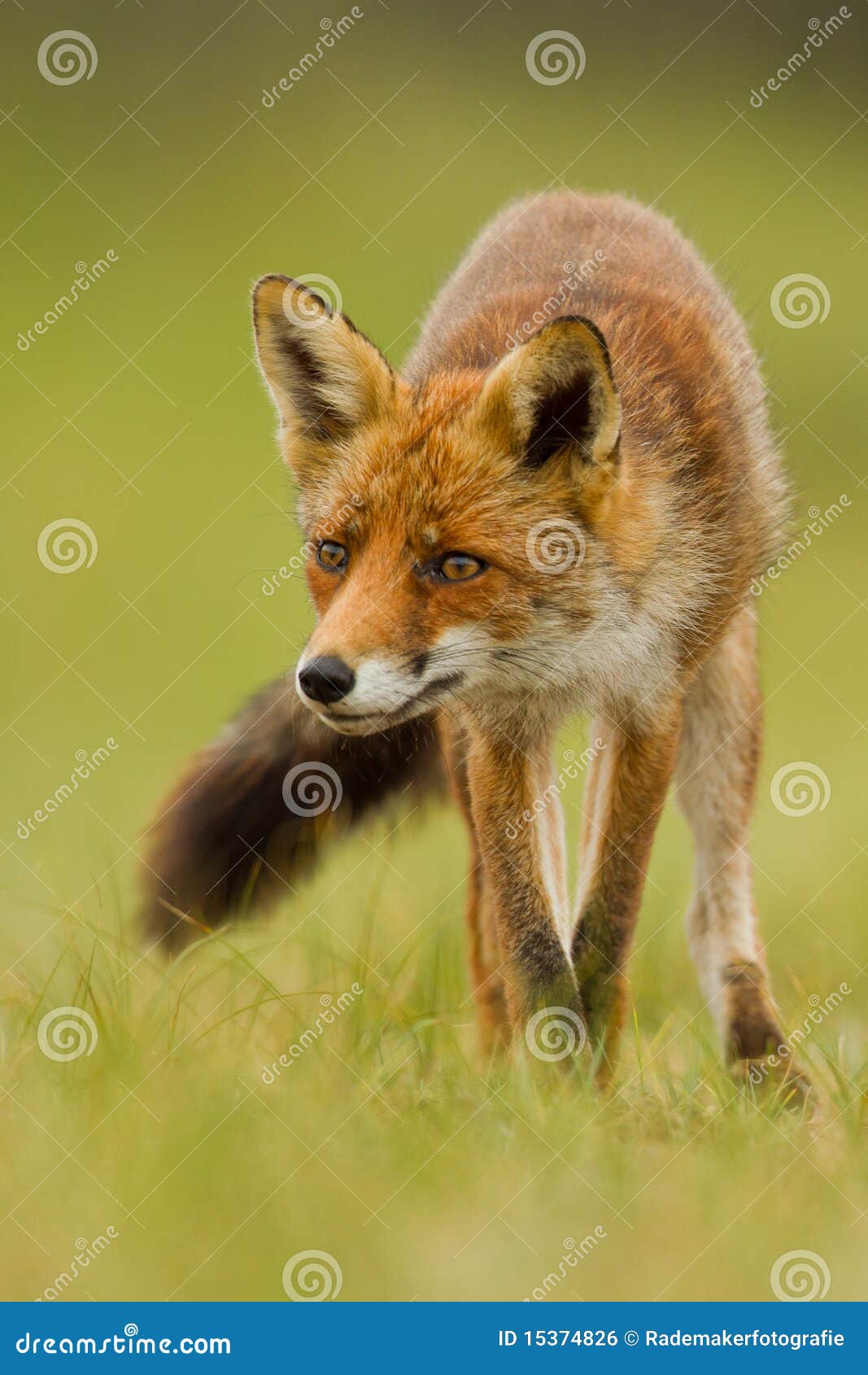 Roter Fuchs stockfoto. Bild von orange, auge, dünen, düne - 15374826