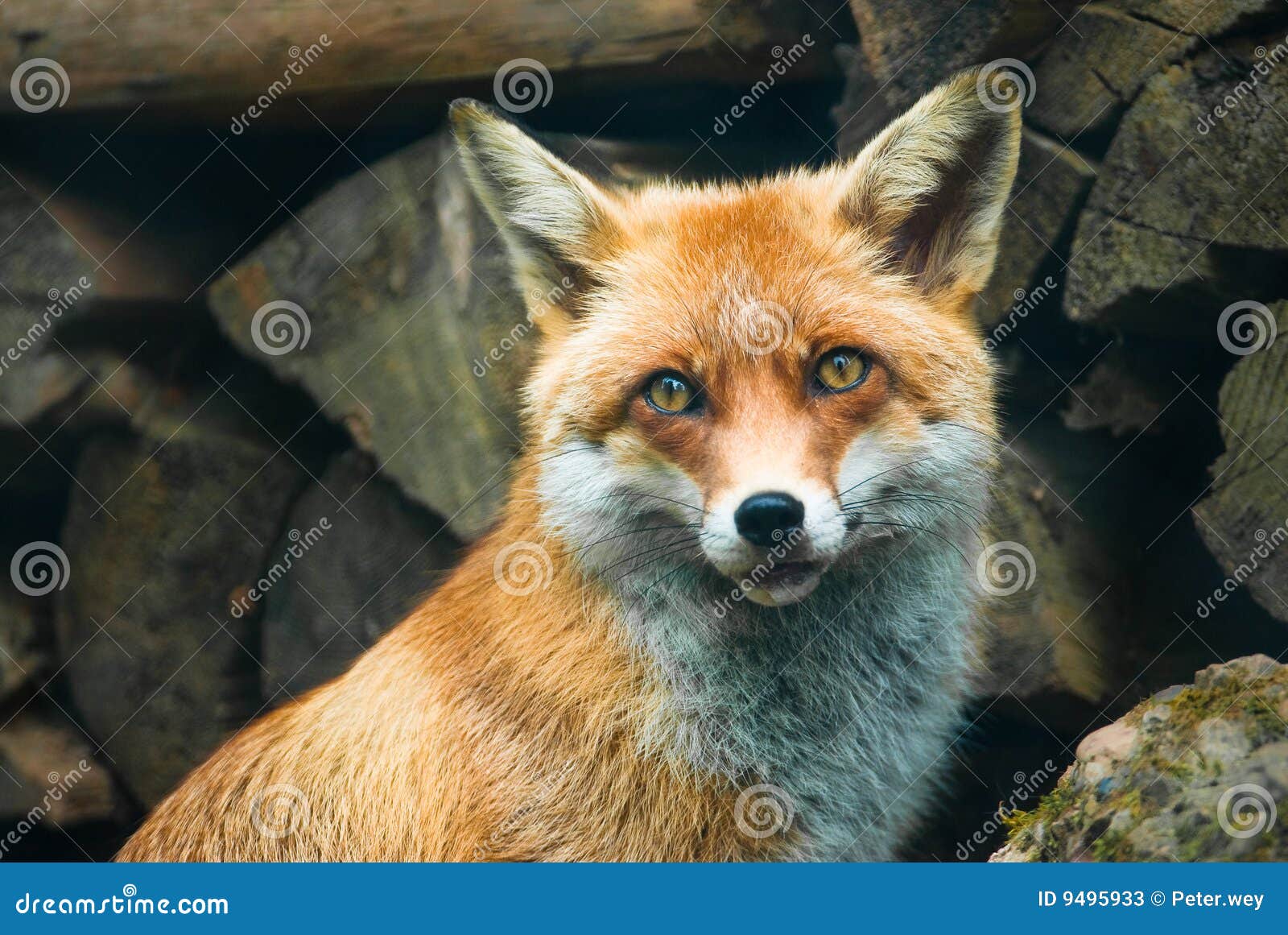 Roter Fuchs stockbild. Bild von wald, auge, porträt, kopf - 9495933