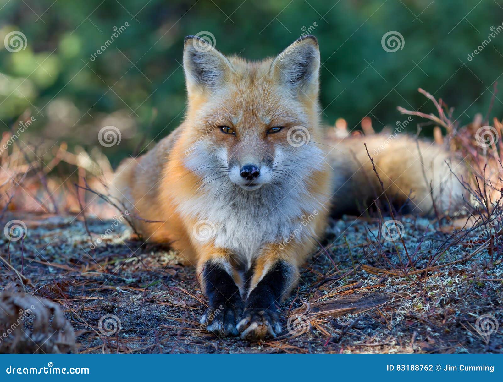 Roter Fuchs, Der Sich Hinlegt Stockfoto - Bild von erwachsener, tier ...