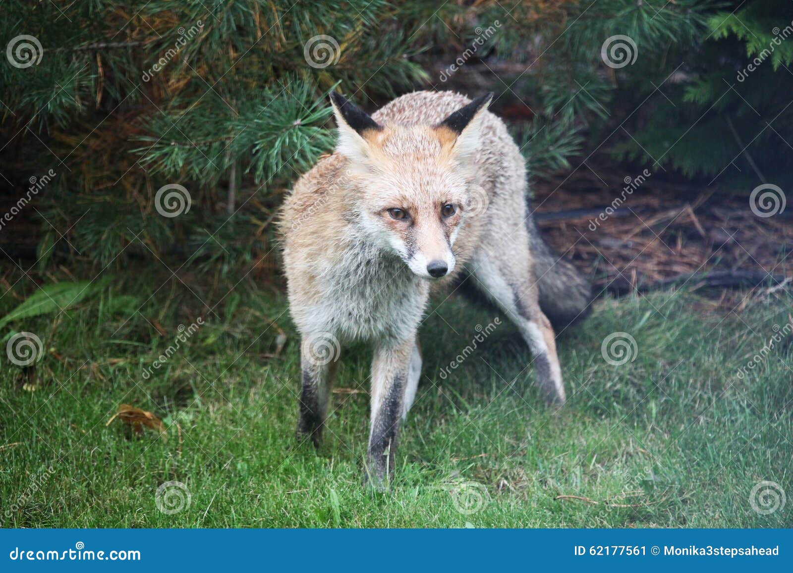 Roter Fuchs in Einem Garten Stockbild - Bild von pelz, reichlich: 62177561