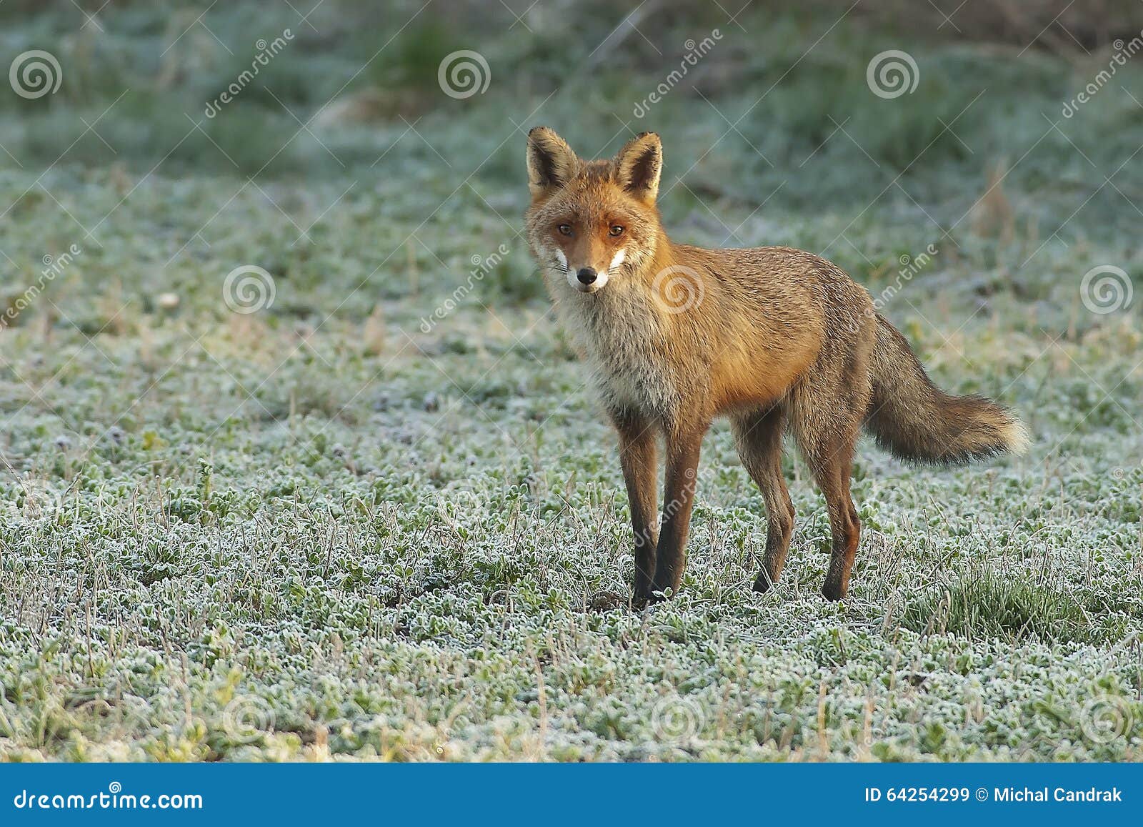 Roter Fuchs in Gefrorener Wiese Stockbild - Bild von orange, bild: 64254299
