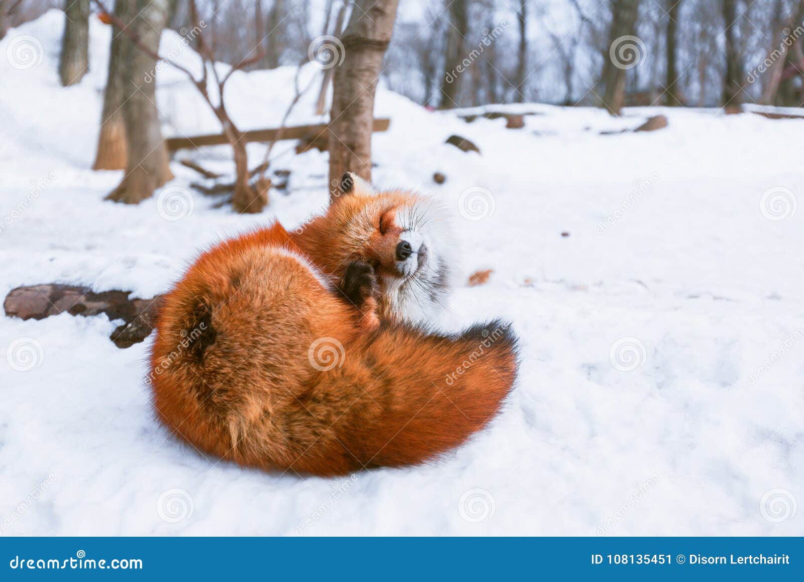 Roter Fuchs im Schnee stockbild. Bild von entspannen - 108135451