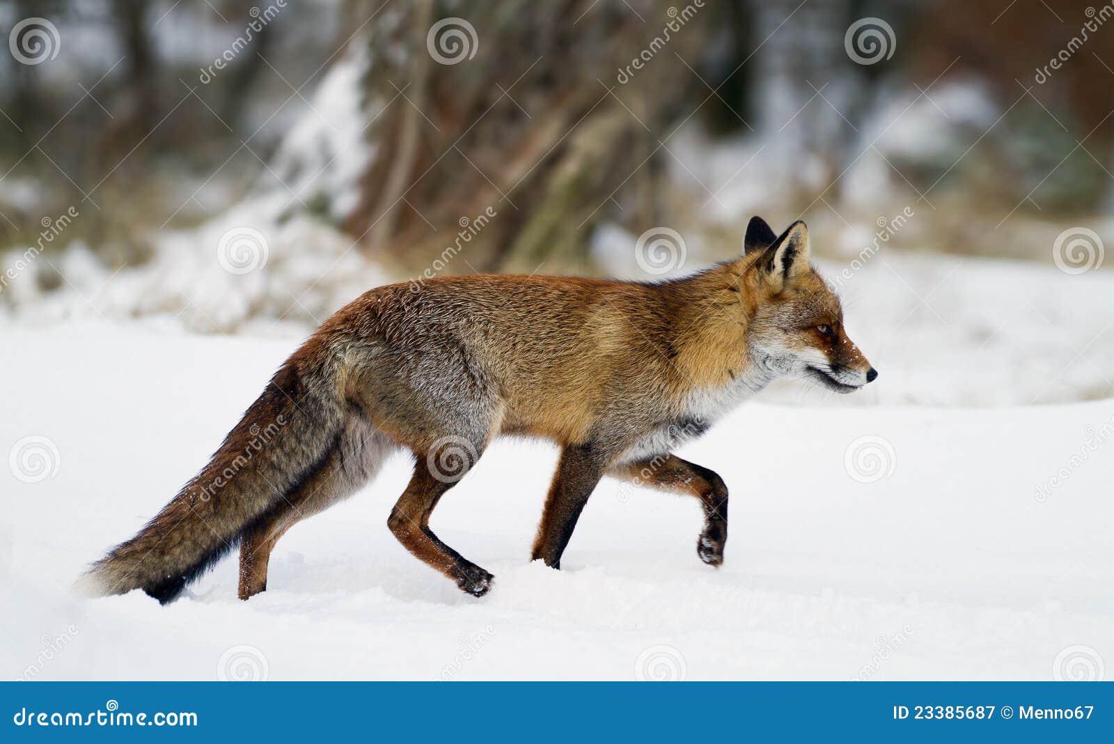 Roter Fuchs im Schnee stockbild. Bild von schnee, nett - 23385687