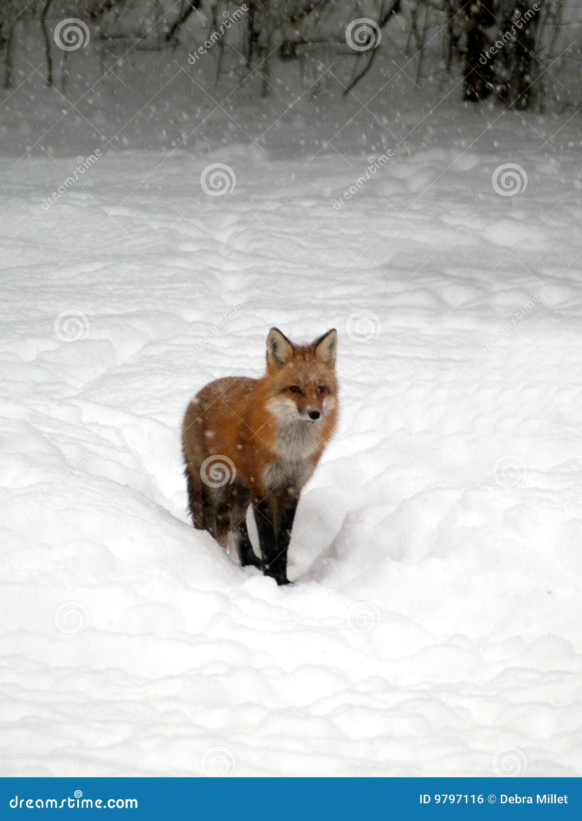 Roter Fuchs im Schnee stockfoto. Bild von eckzähne, fuchs - 9797116