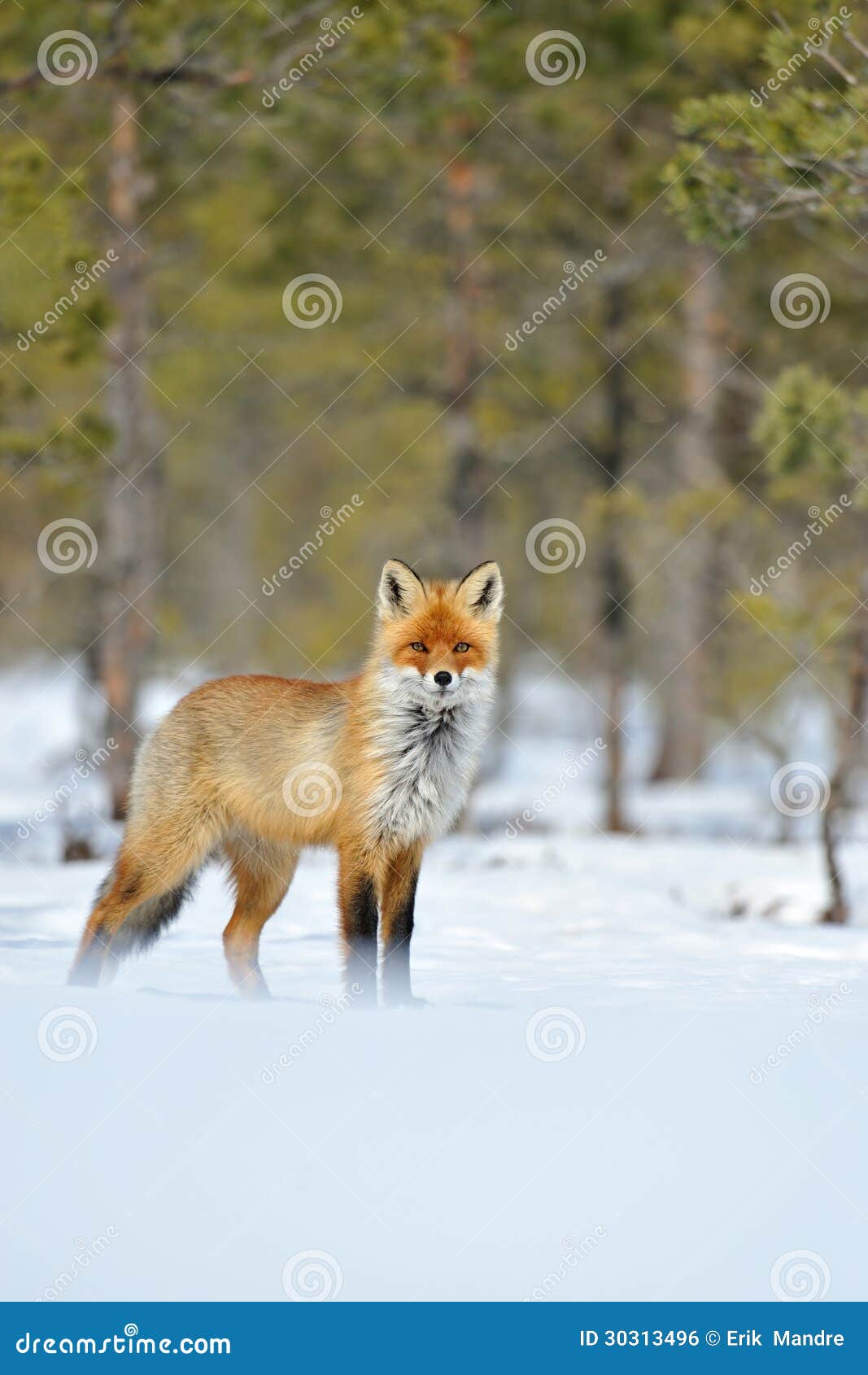 Roter Fuchs im Winter stockfoto. Bild von erhaltung, winter - 30313496