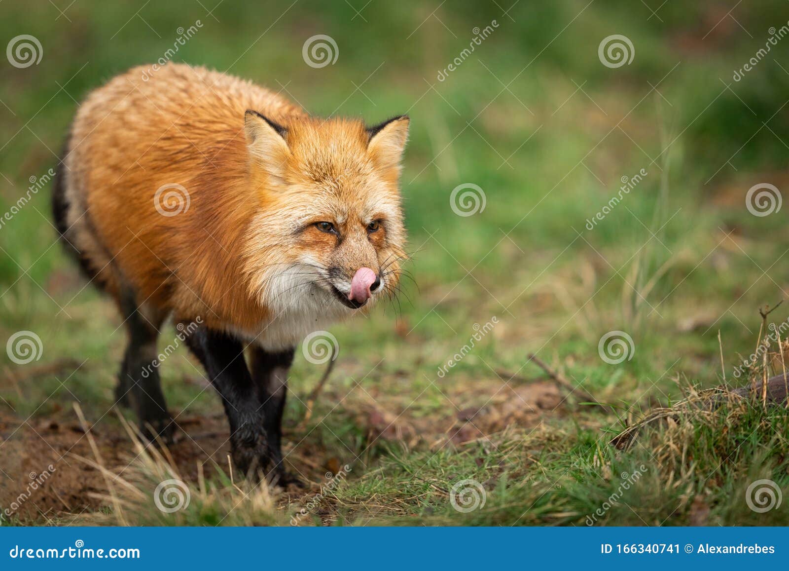 Roter Fuchs im Wald stockbild. Bild von gesicht, europäisch - 166340741