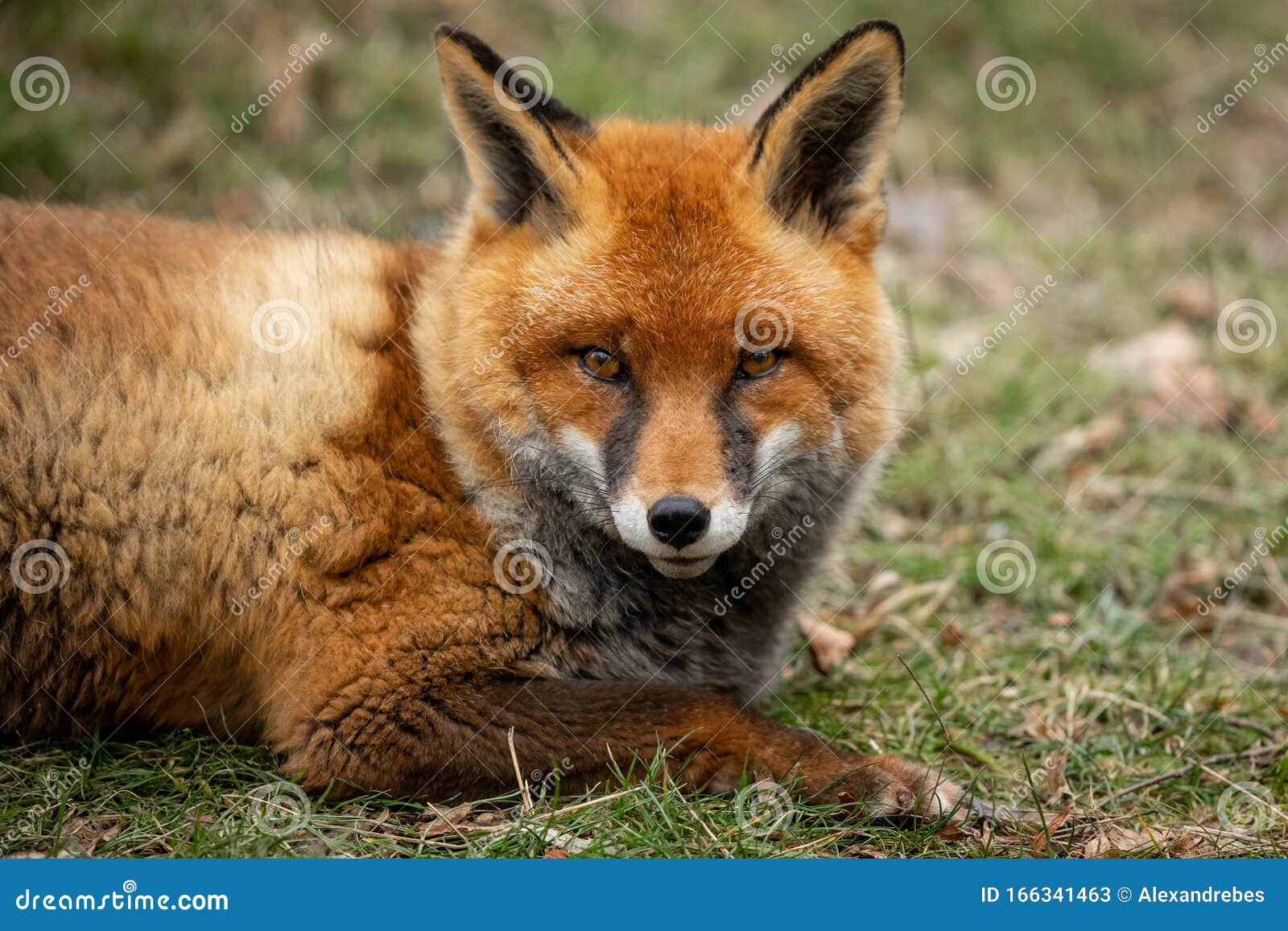 Roter Fuchs im Wald stockbild. Bild von kalt, kopf, porträt - 166341463