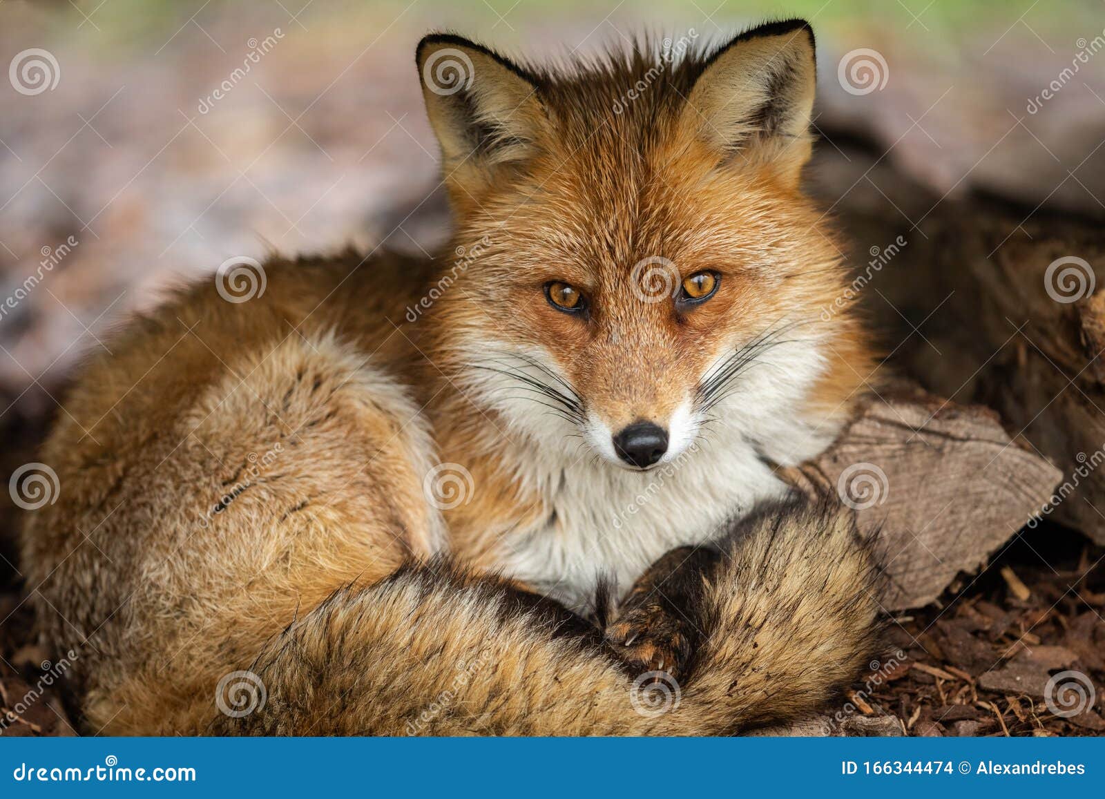 Roter Fuchs im Wald stockfoto. Bild von tier, säugetier - 166344474