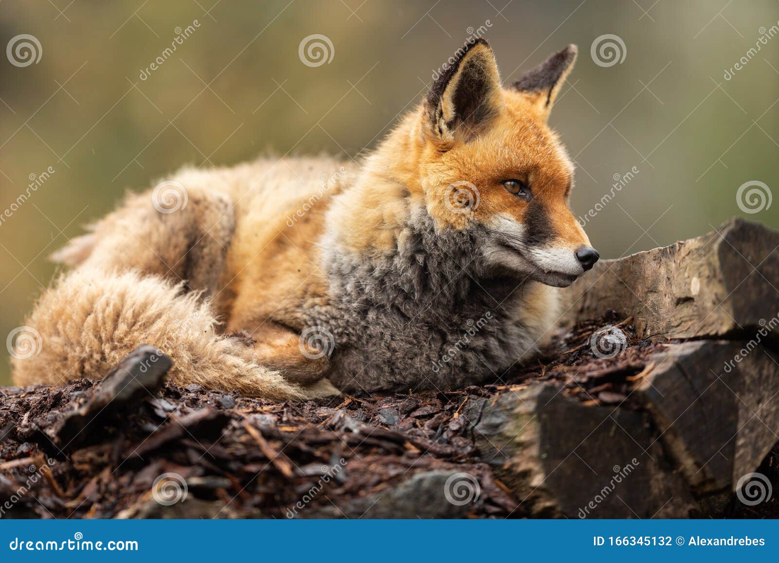 Roter Fuchs im Wald stockfoto. Bild von porträt, frech - 166345132
