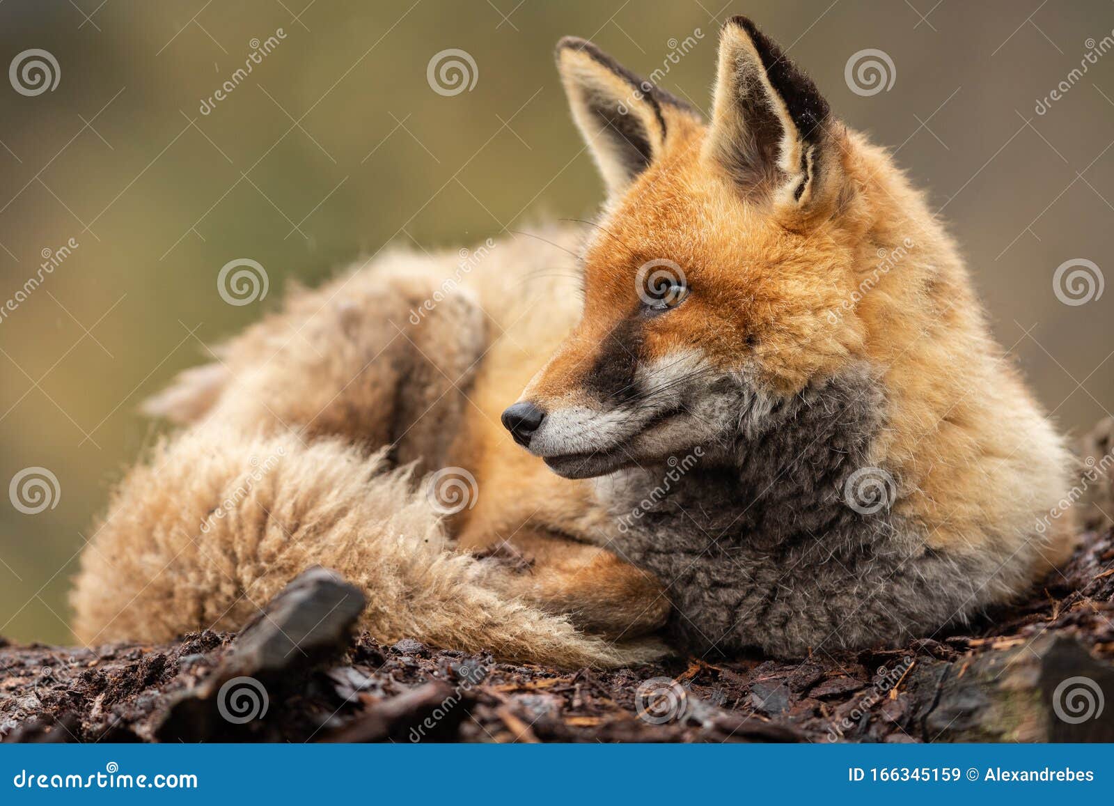 Roter Fuchs im Wald stockbild. Bild von sommer, kopf - 166345159