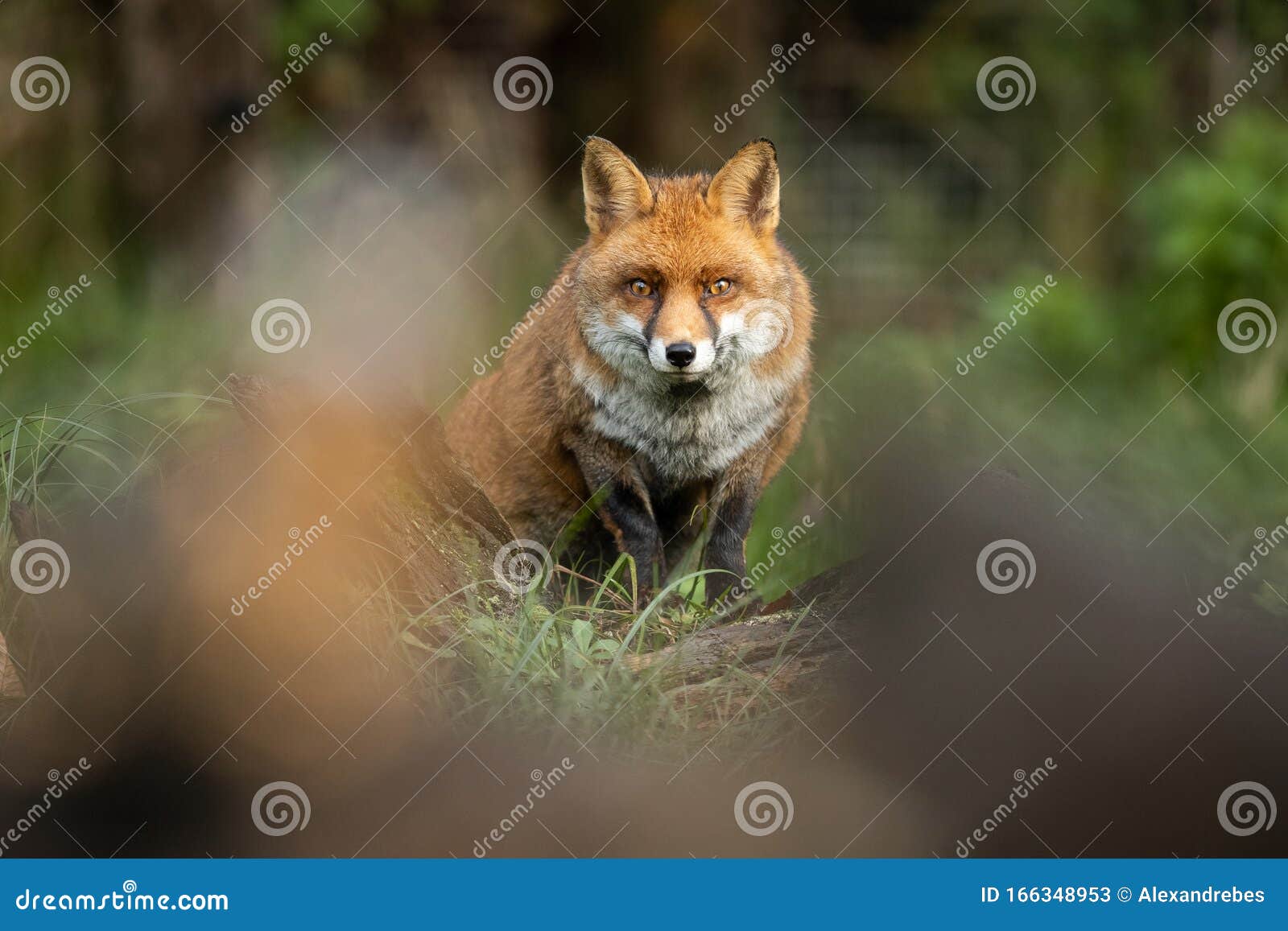 Roter Fuchs im Wald stockbild. Bild von raub, junges - 166348953