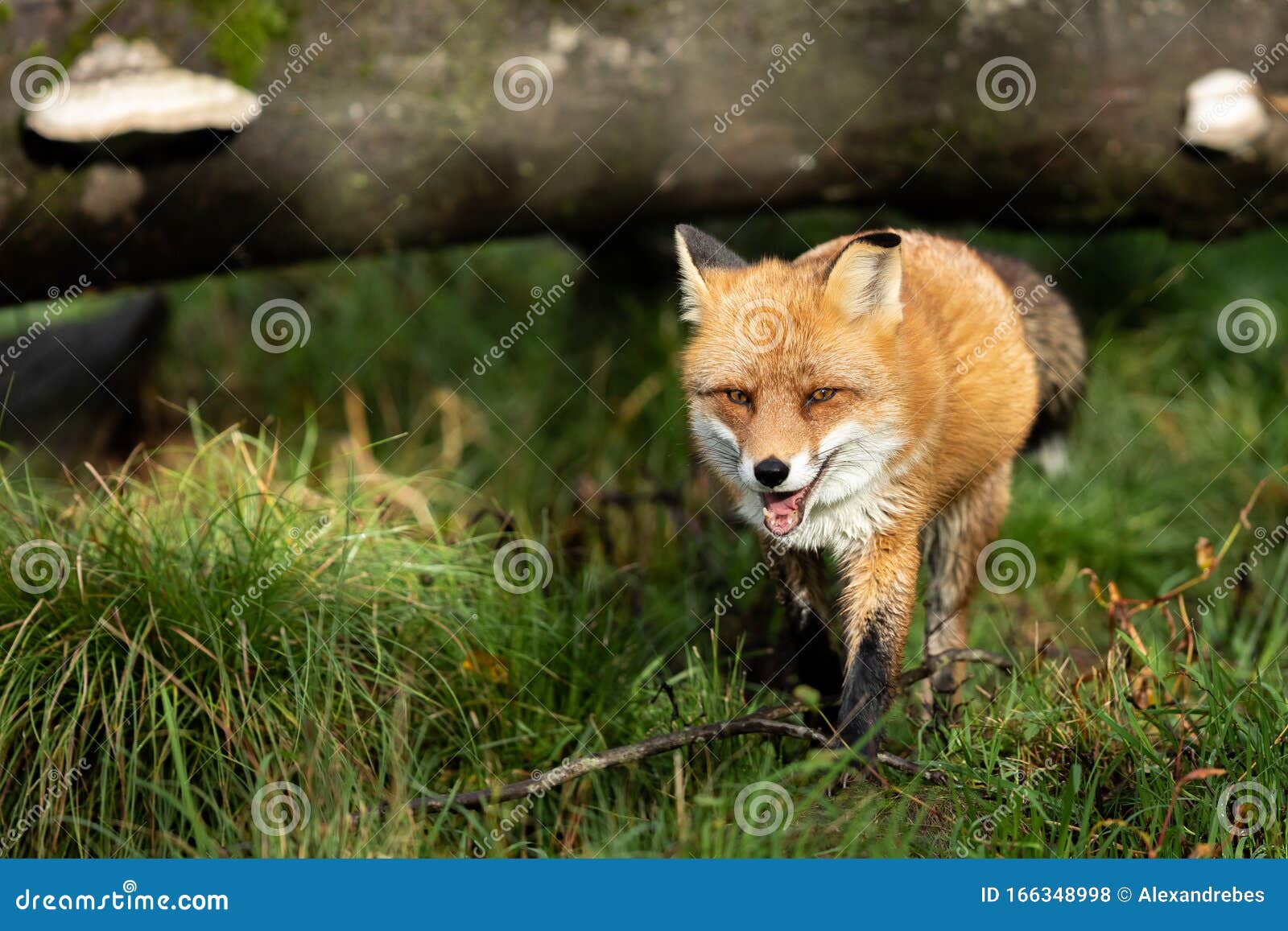 Roter Fuchs im Wald stockfoto. Bild von blick, gras - 166348998