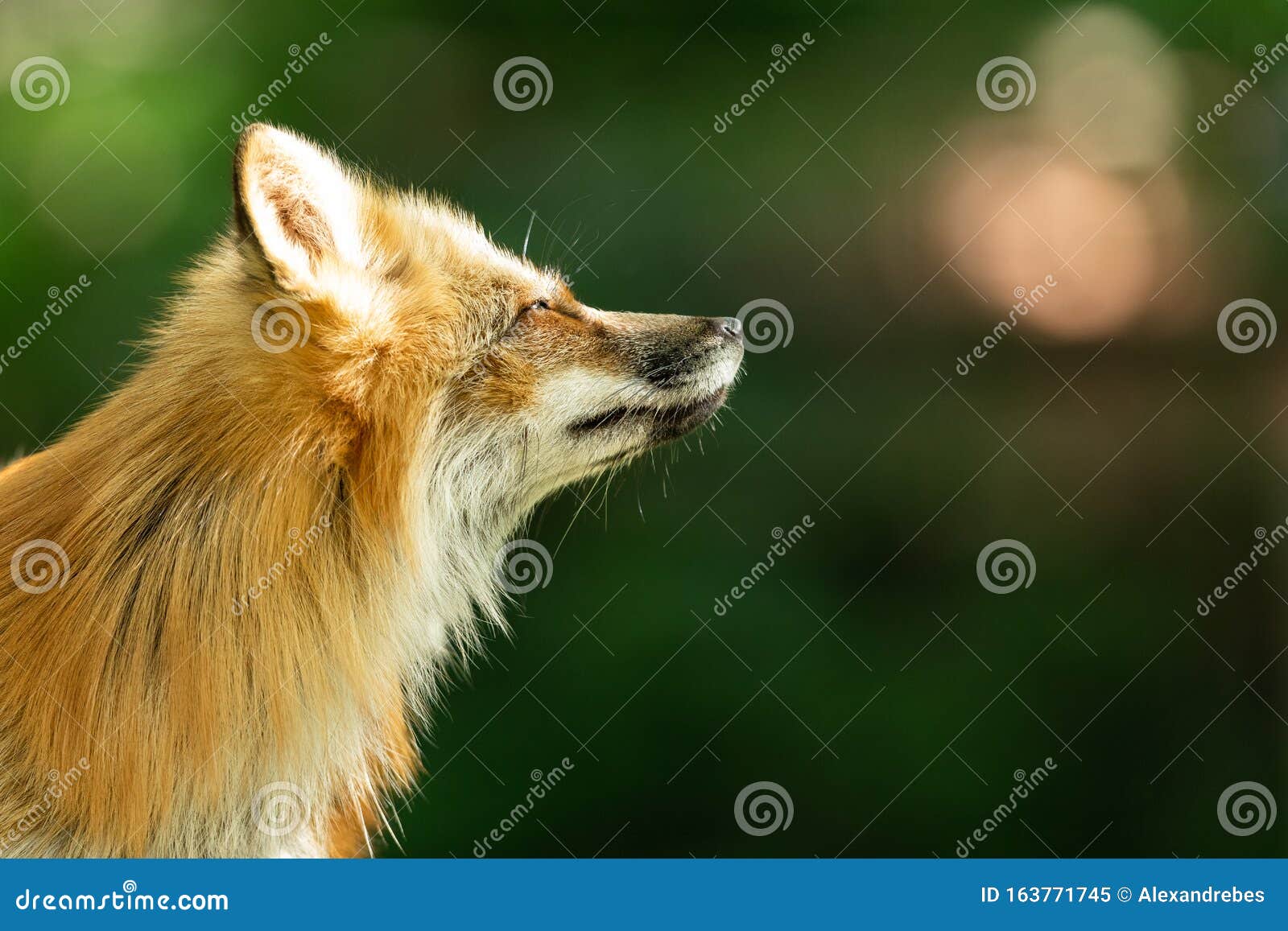 Roter Fuchs im Wald stockbild. Bild von kopf, wald, auge - 163771745