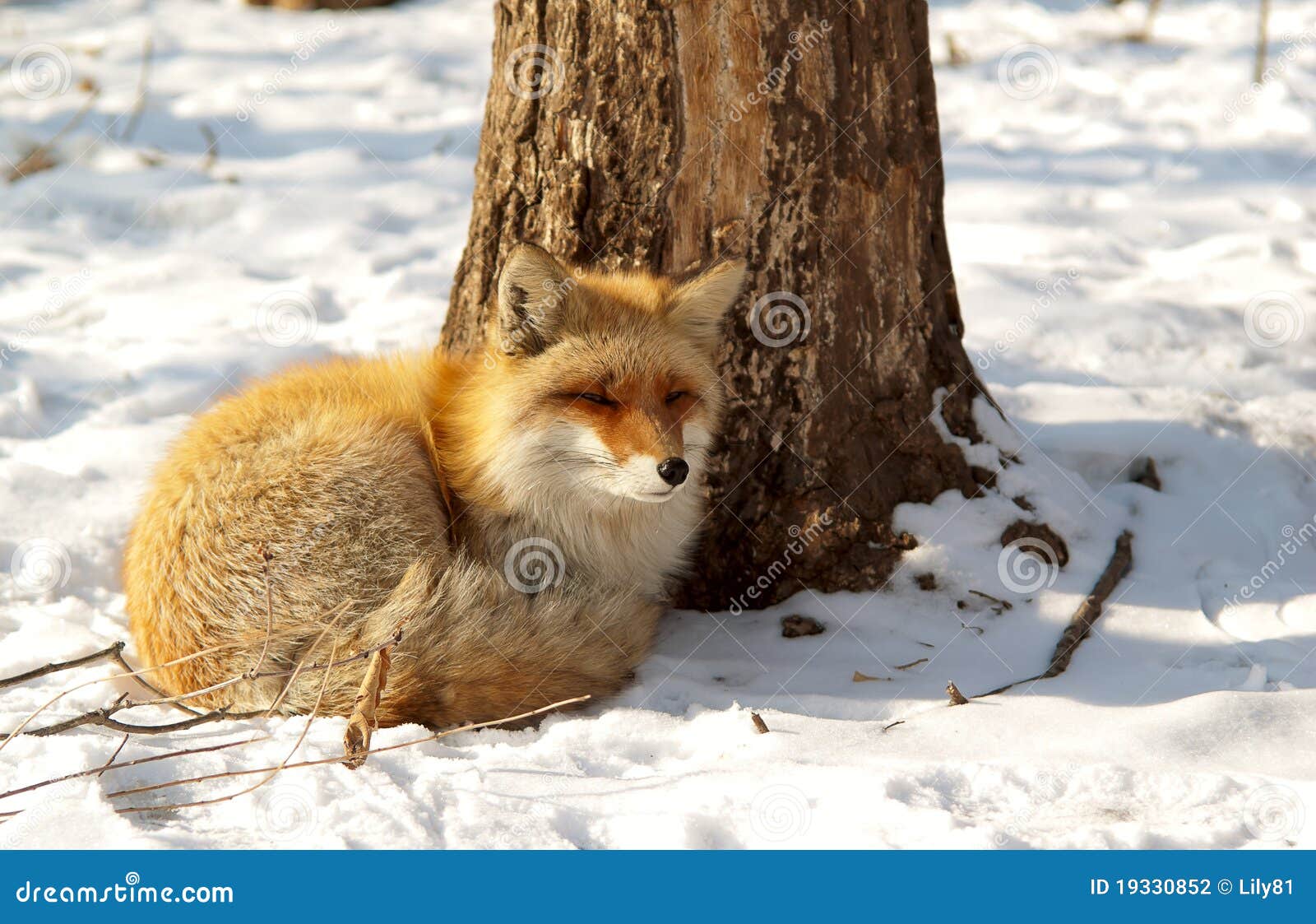 Roter Fuchs im Winter stockfoto. Bild von schlafen, tier - 19330852