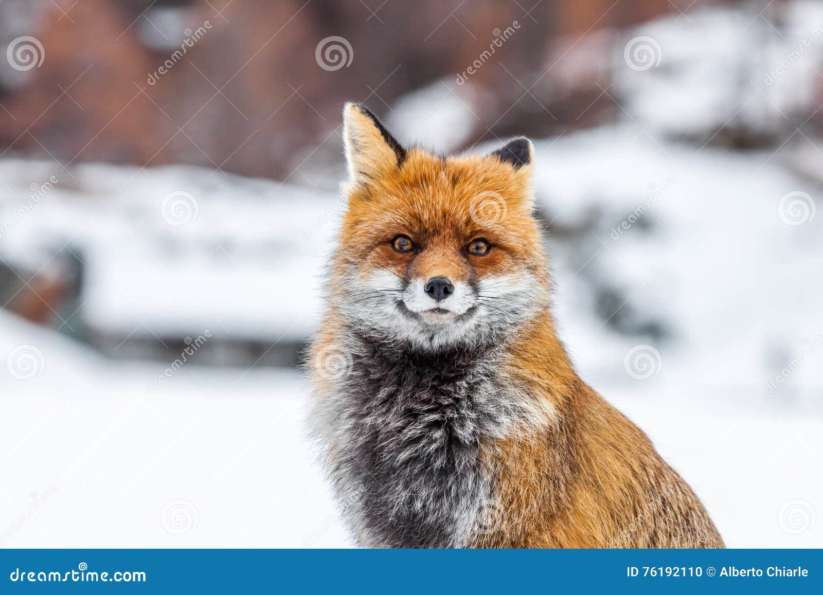 Roter Fuchs U. X28; Vulpes Vulpes& X29; Im Schnee Stockfoto - Bild von ...