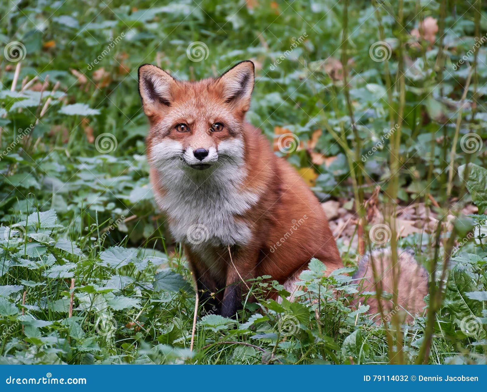 Roter Fuchs U. X28; Vulpes Vulpes& X29; Stockfoto - Bild von lebensraum ...