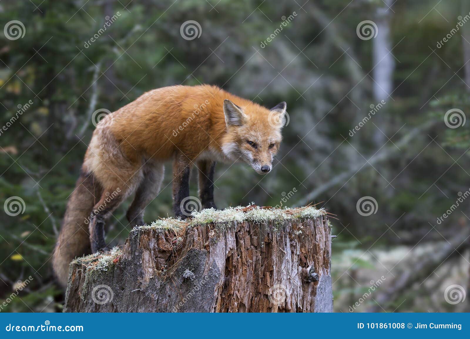 Roter Fuchs Vulpes Vulpes Auf Baumstumpf Im Algonquin Stockfoto - Bild ...