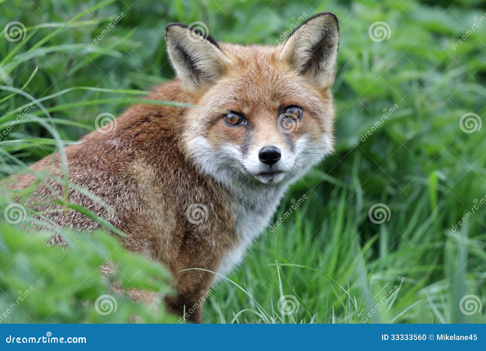 Roter Fuchs, Vulpes Vulpes stockfoto. Bild von säugetier - 33333560