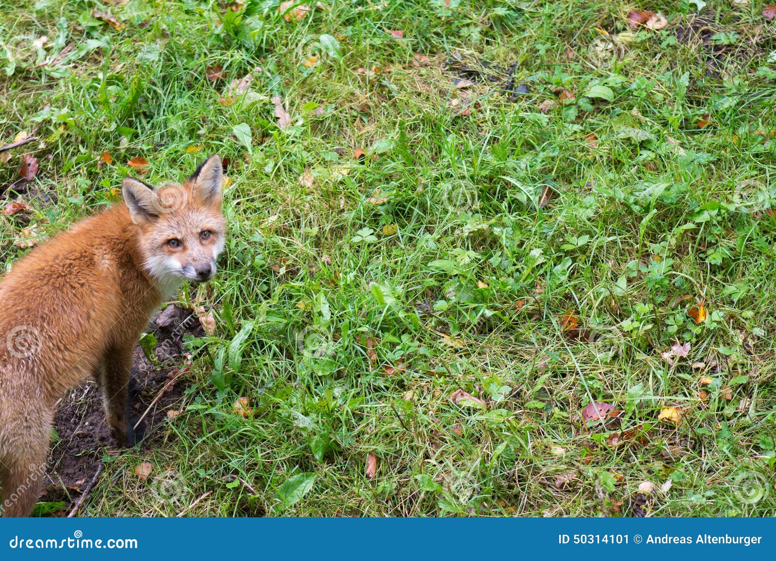 Roter Fuchs, Vulpes Vulpes stockbild. Bild von raub, stimmung - 50314101