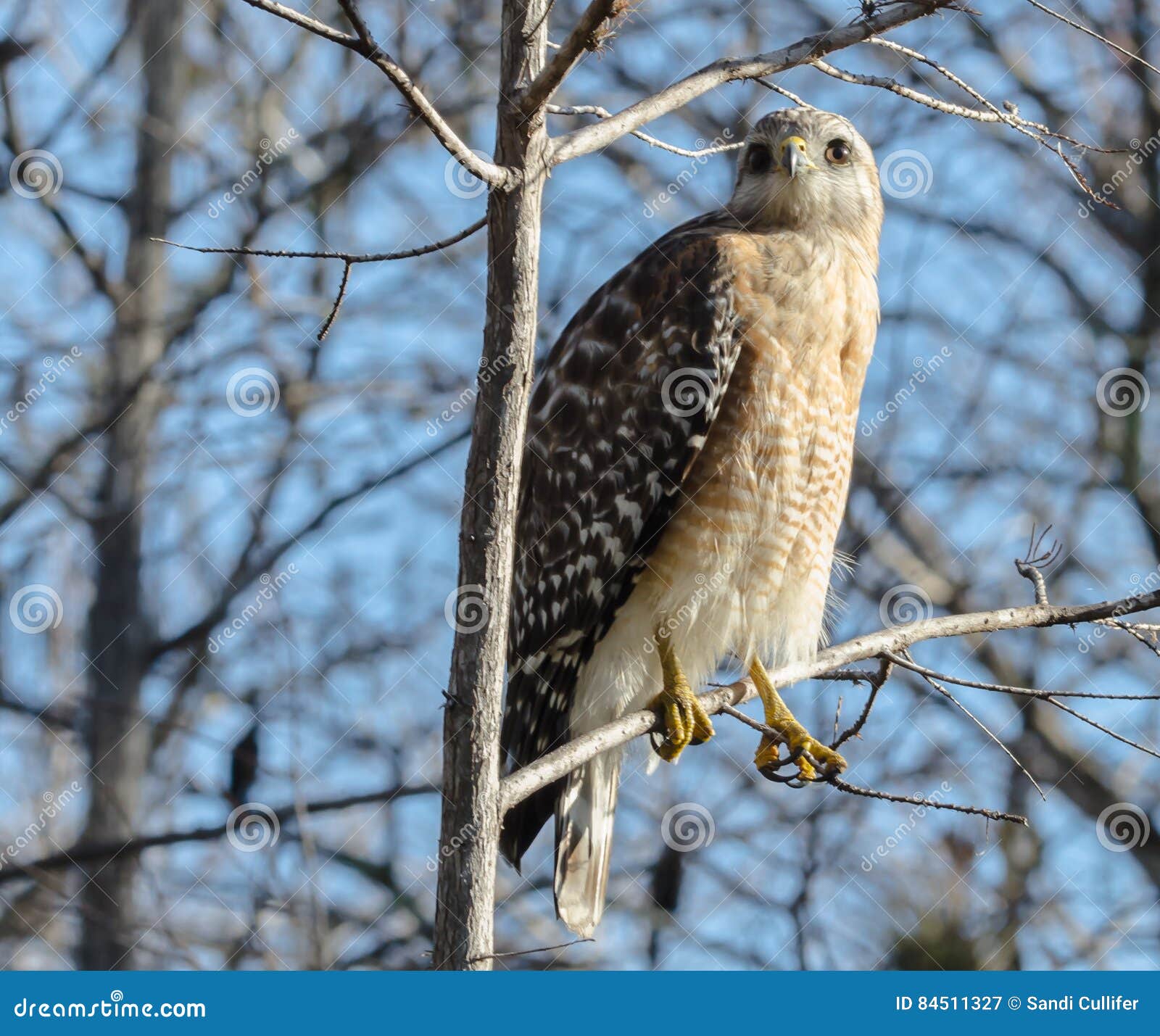 ROTER GESCHULTERTER FALKE, DER in EINEM BAUM AUFWIRFT Stockbild - Bild ...