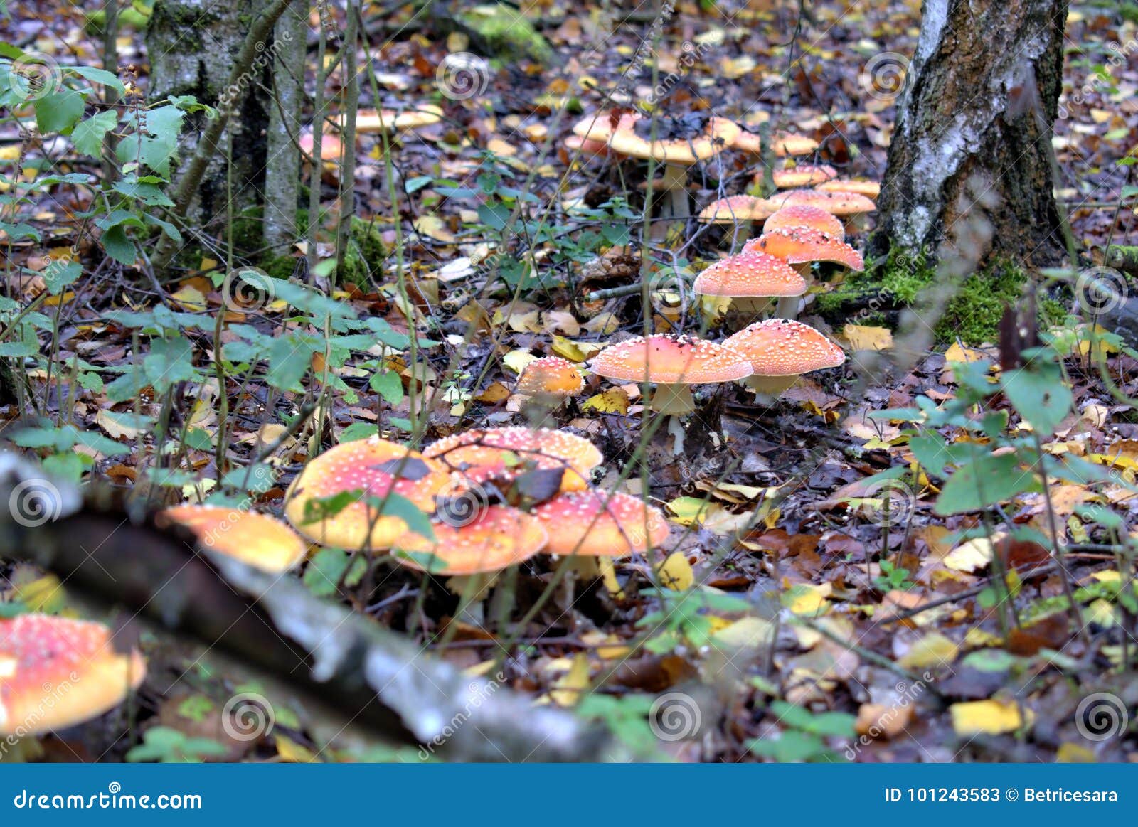 Roter Giftpilz Auf Einem Waldhintergrund Stockbild - Bild von giftpilz ...