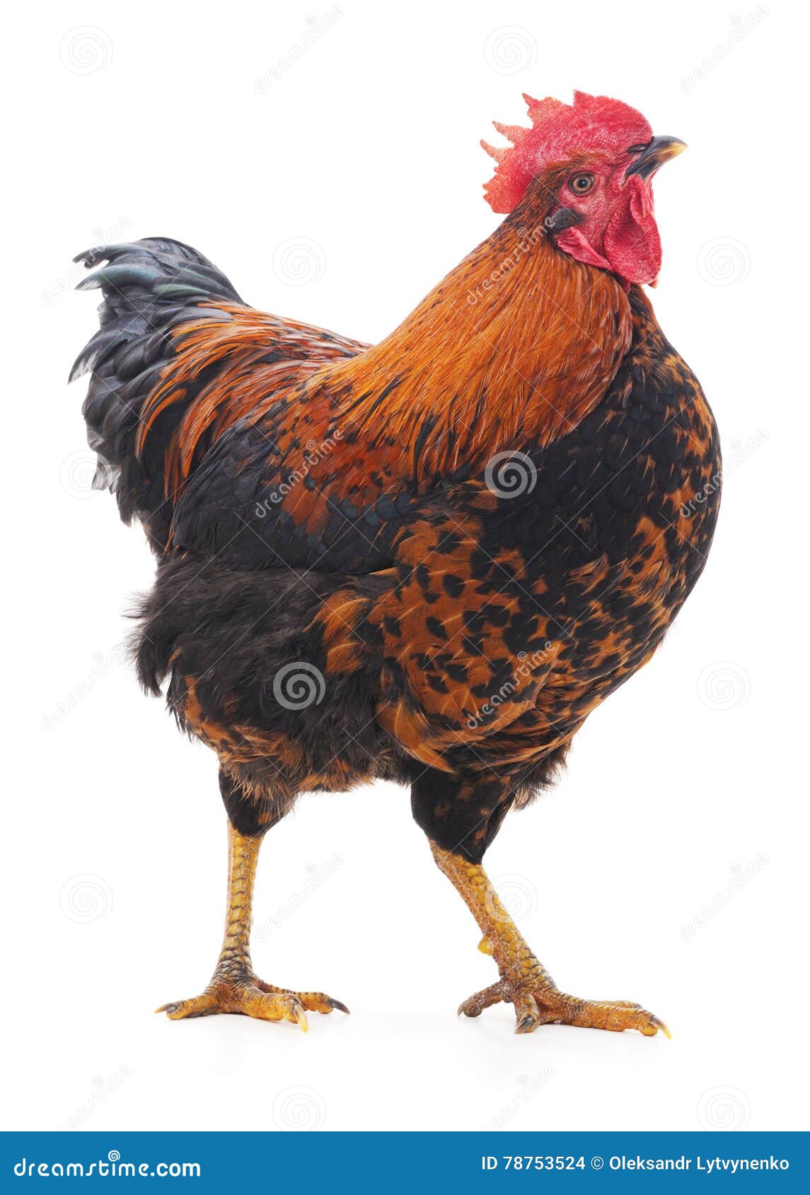 Roter Hahn stockfoto. Bild von stolz, tier, haustiere - 78753524