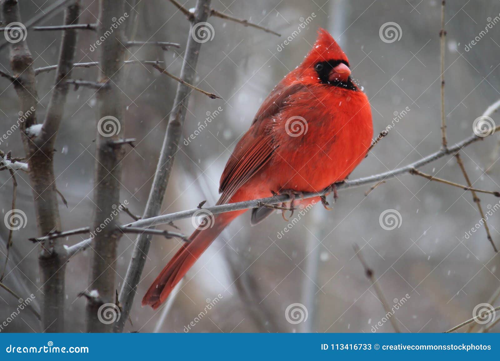 Roter Kardinal Vogel Auf Baumast Bild. Bild: 113416733