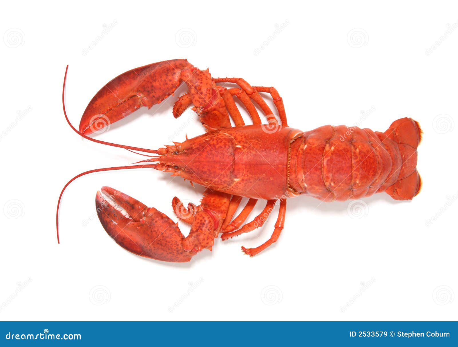 Roter Hummer stockbild. Bild von gekocht, nahrung, krebs - 2533579