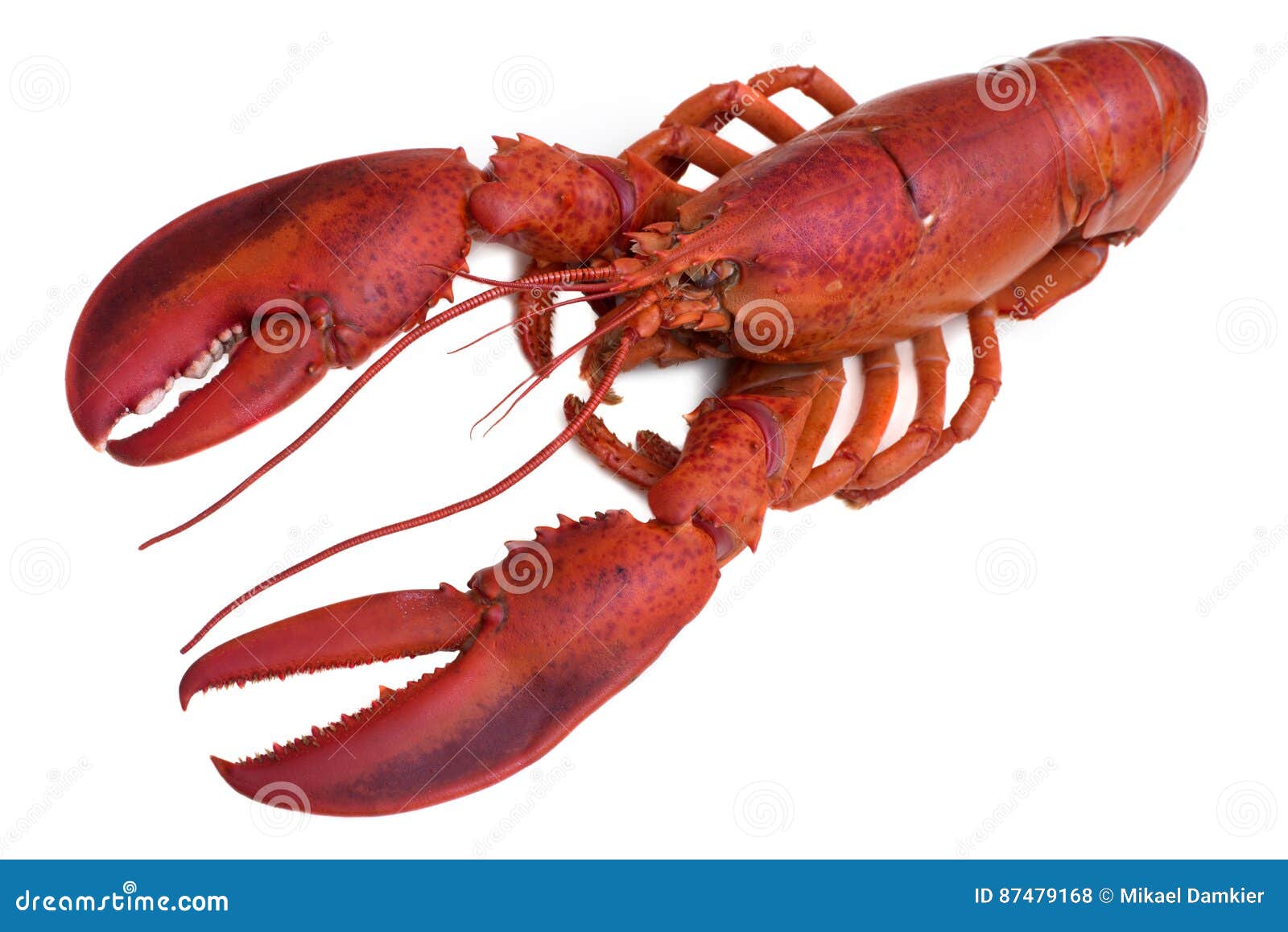 Roter Hummer stockfoto. Bild von krebs, hummer, schalentiere - 87479168