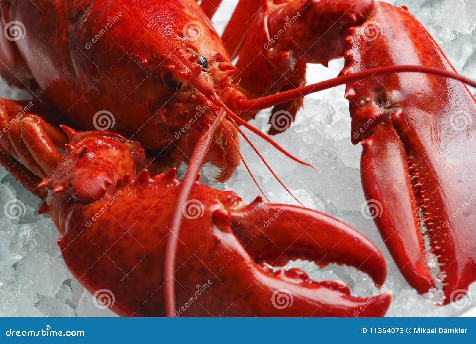 Roter Hummer auf Eis stockbild. Bild von dynamisch, farbe - 11364073