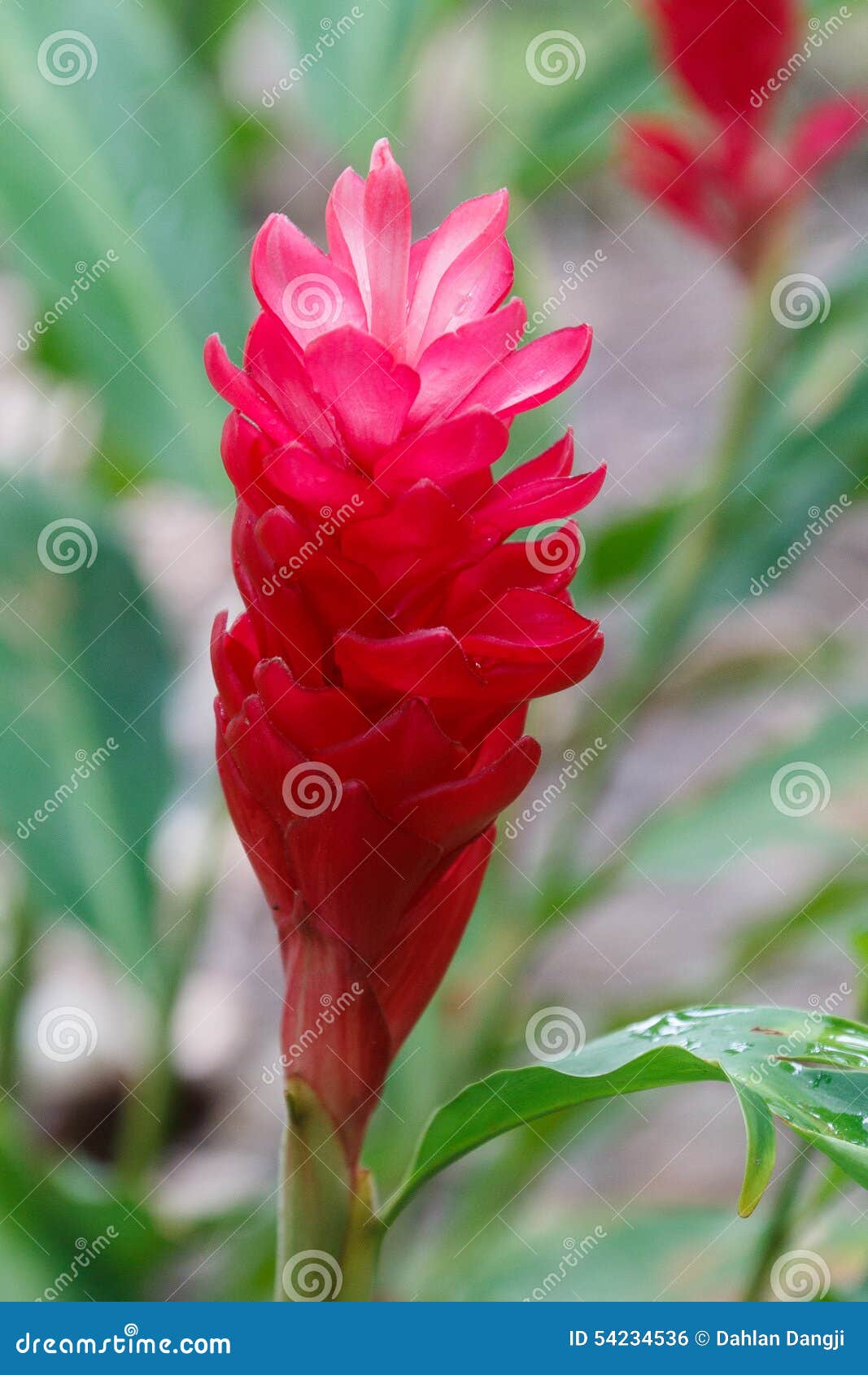 Roter Ingwer stockfoto. Bild von dekorativ, ingwer, garten - 54234536