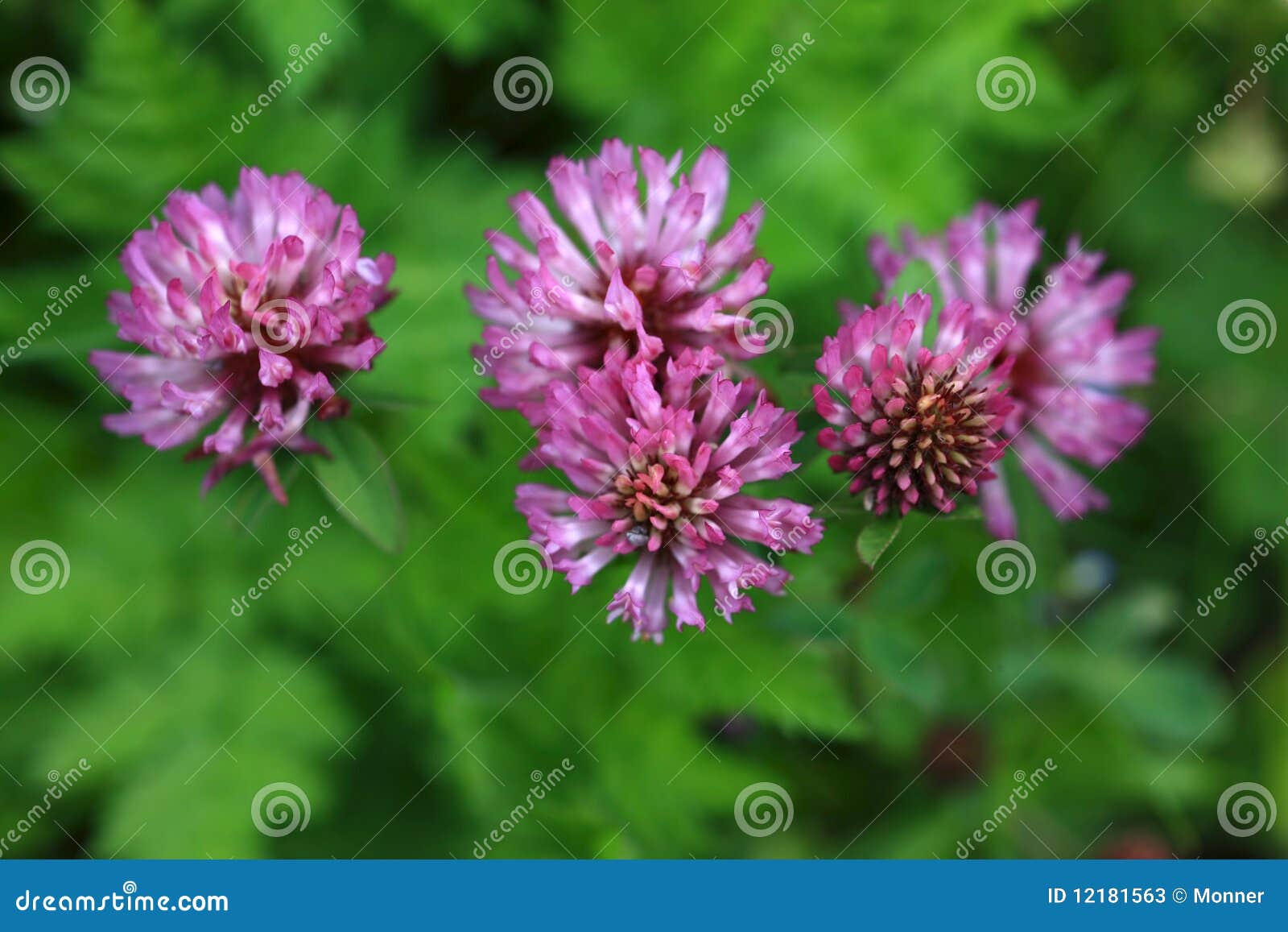 Roter Klee - Klee Pratense stockbild. Bild von hintergrund - 12181563