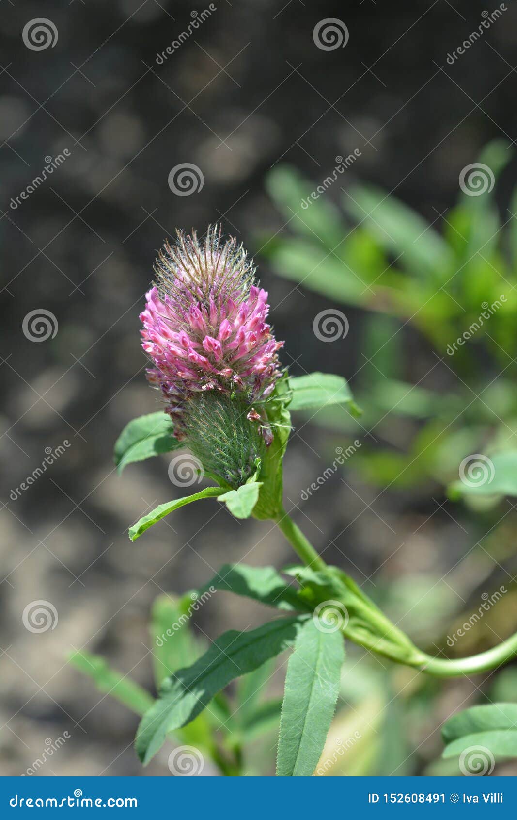 Roter Klee stockbild. Bild von blatt, feder, klee, botanik - 152608491