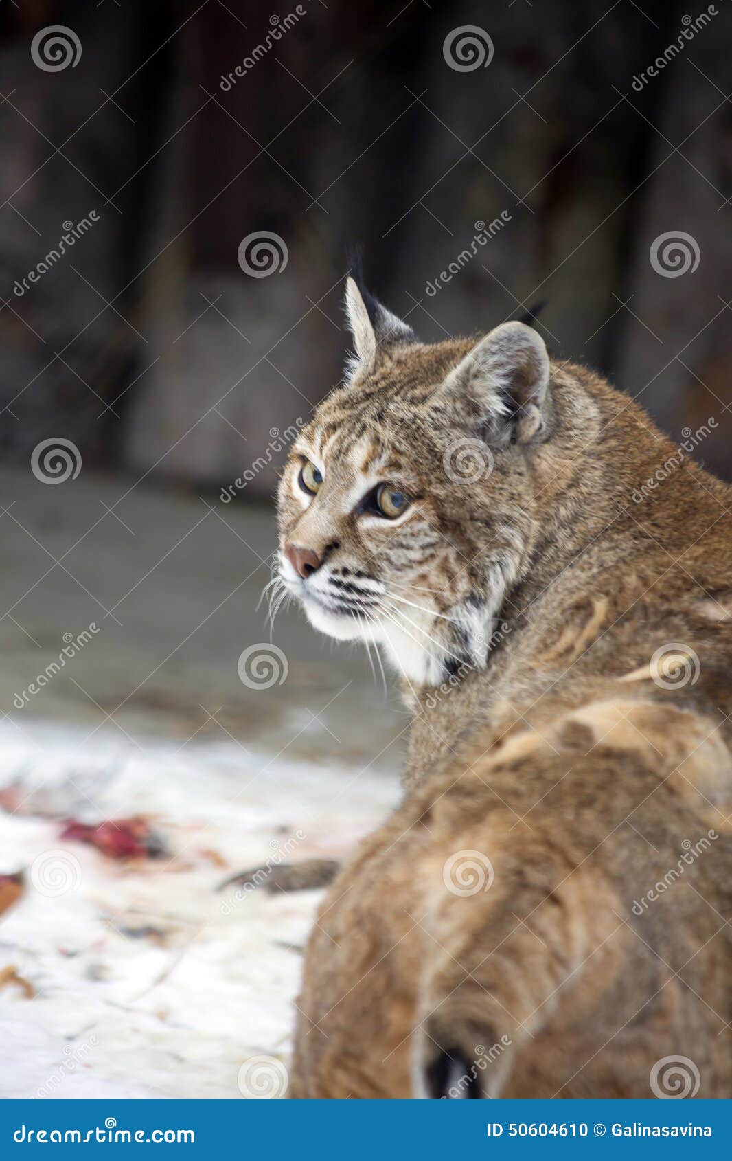 Roter Luchs oder Rotluchs stockfoto. Bild von winter - 50604610
