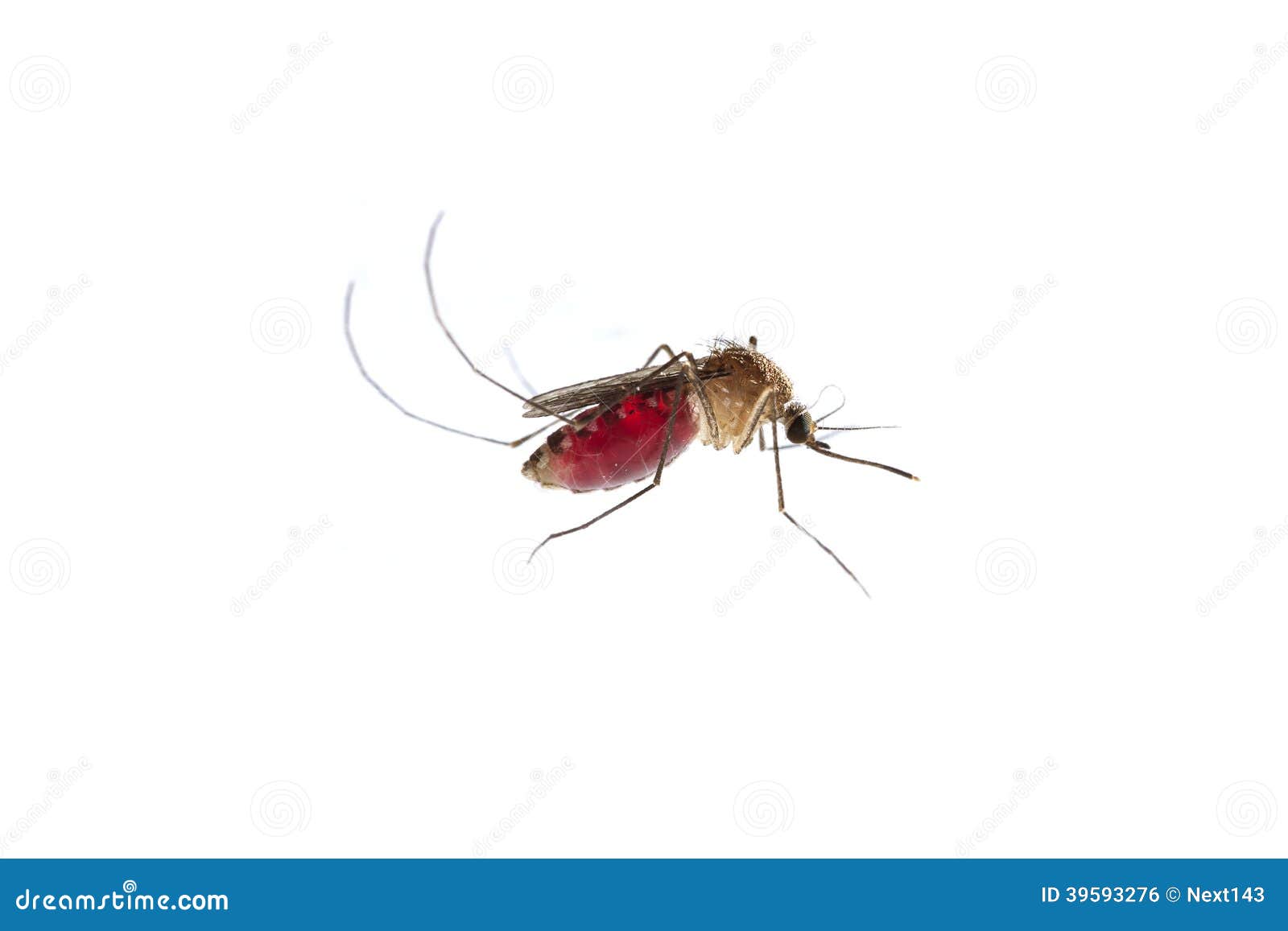 Roter Moskito stockfoto. Bild von entomologie, bissen - 39593276