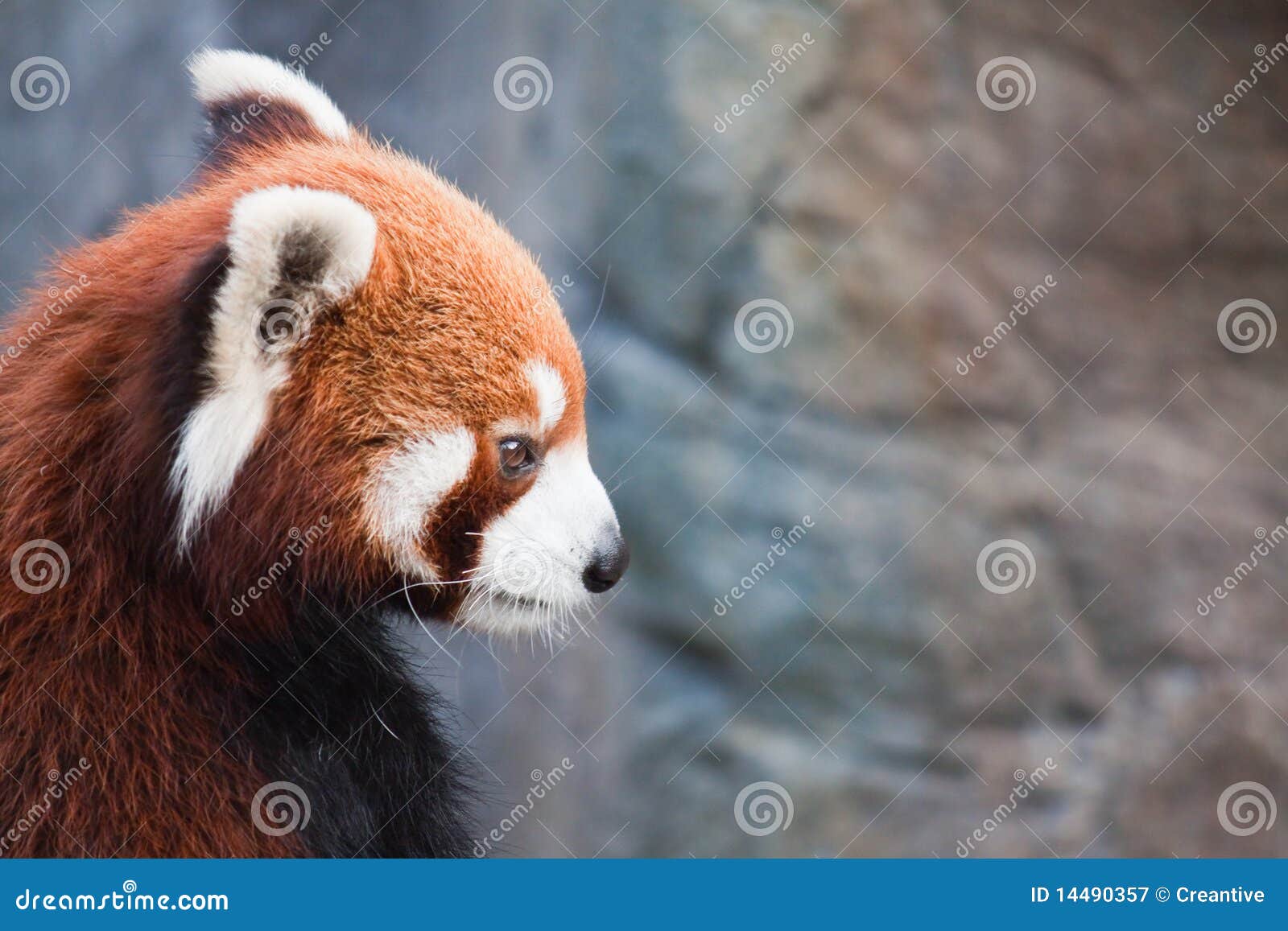 Roter Panda stockbild. Bild von profil, panda, säugetier - 14490357