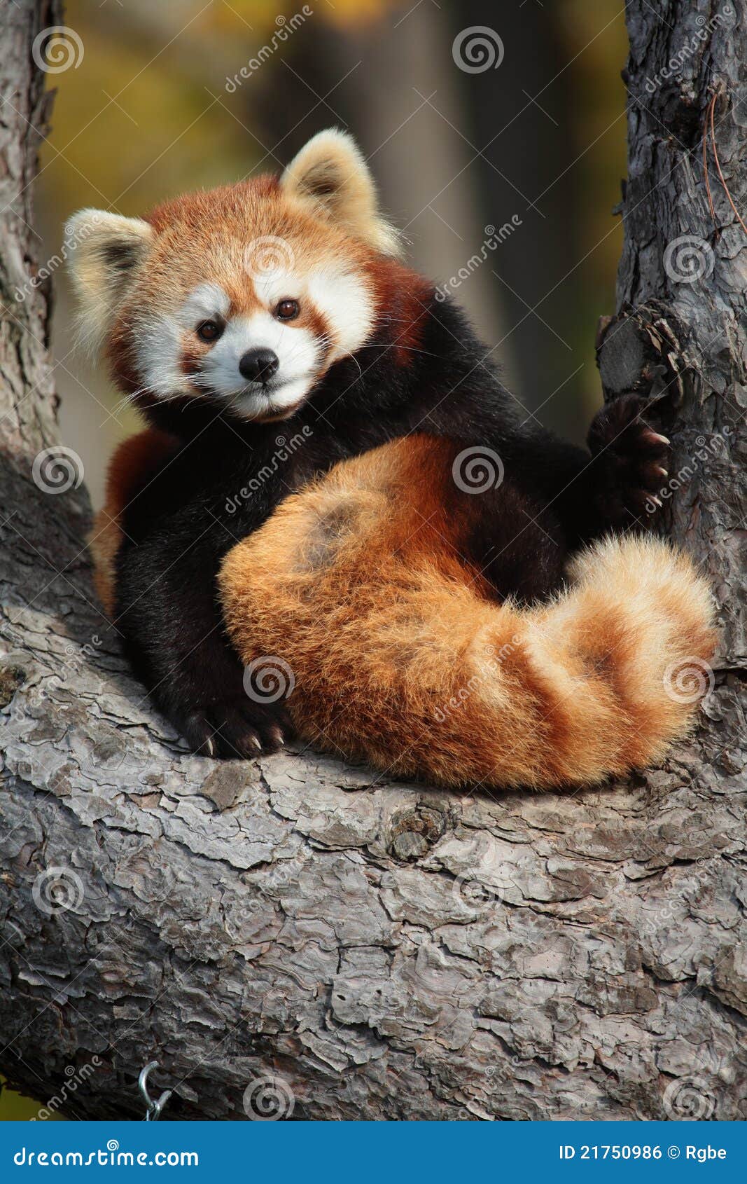 Roter Panda stockfoto. Bild von porträt, tier, haustier - 21750986