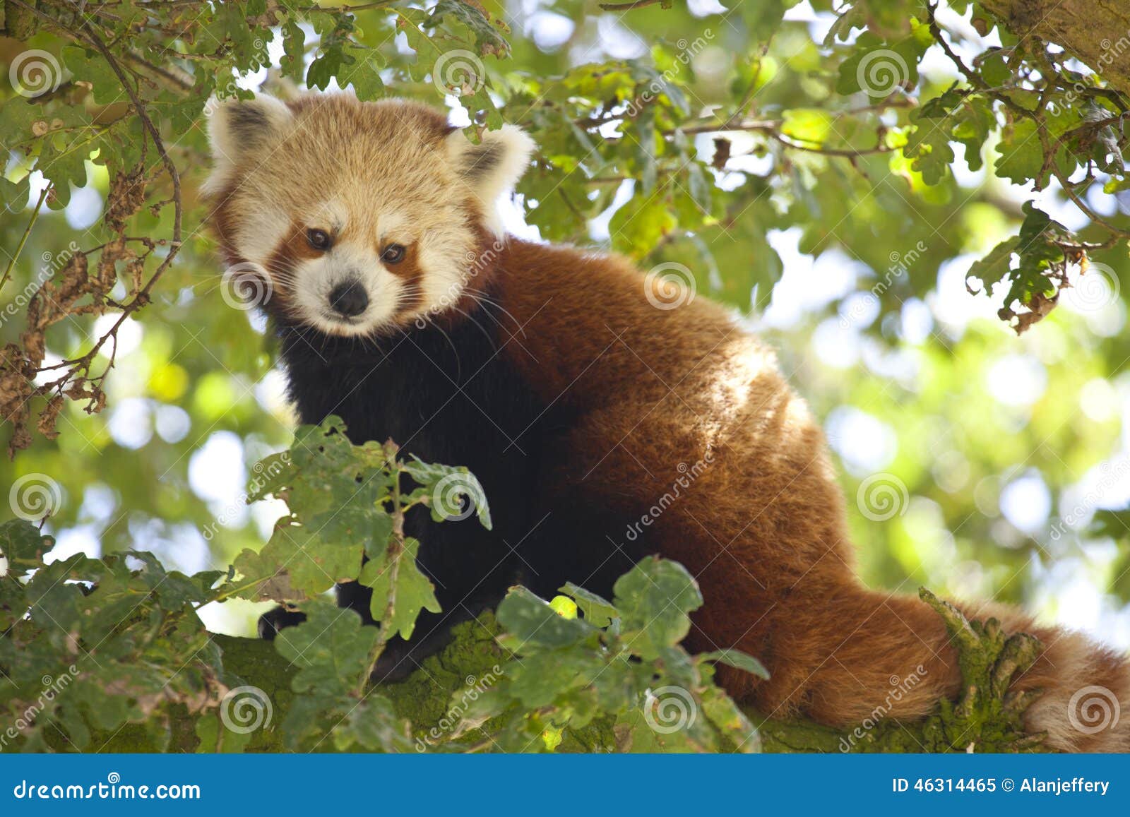 Roter Panda stockbild. Bild von tier, zoologie, fleischfresser - 46314465