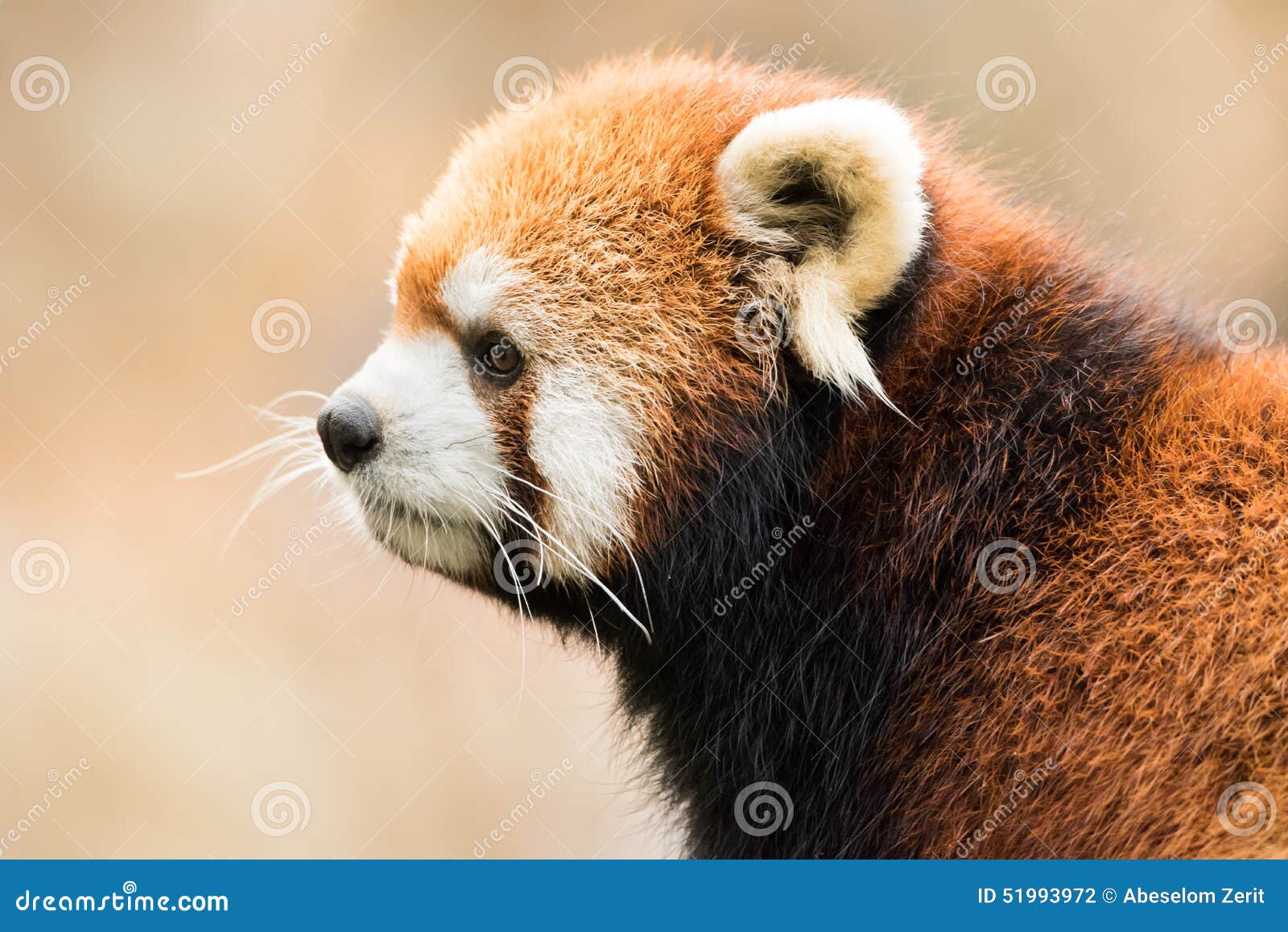 Roter Panda VIII stockfoto. Bild von panda, insel, tier - 51993972