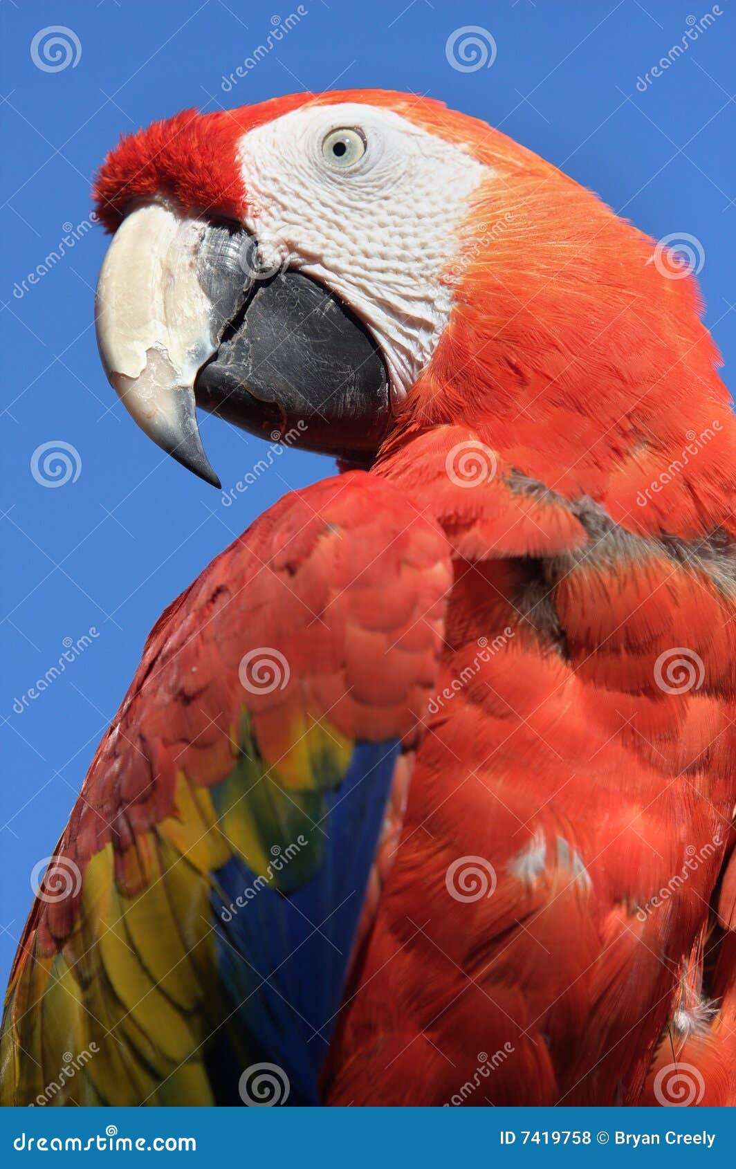Roter Papagei stockfoto. Bild von widerstandslos, vogel - 7419758