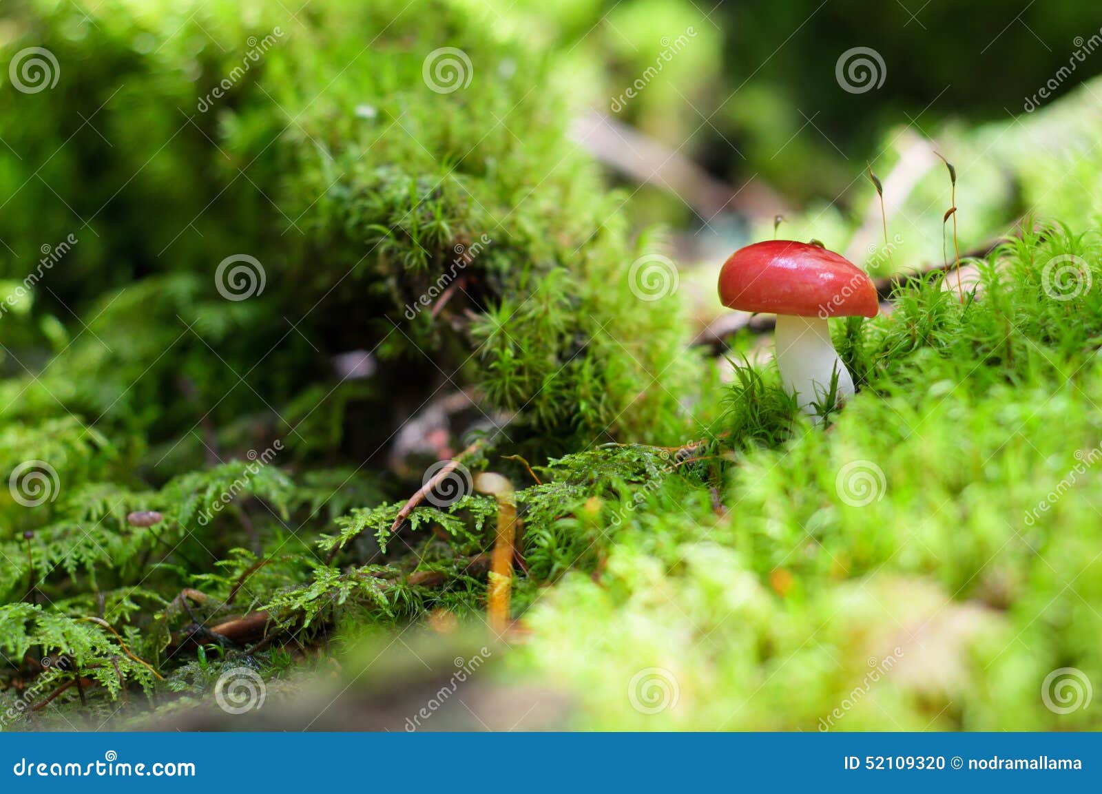Roter Pilz, Pilze Auf Moos Im Wald Stockfoto - Bild von magie, spiritus ...