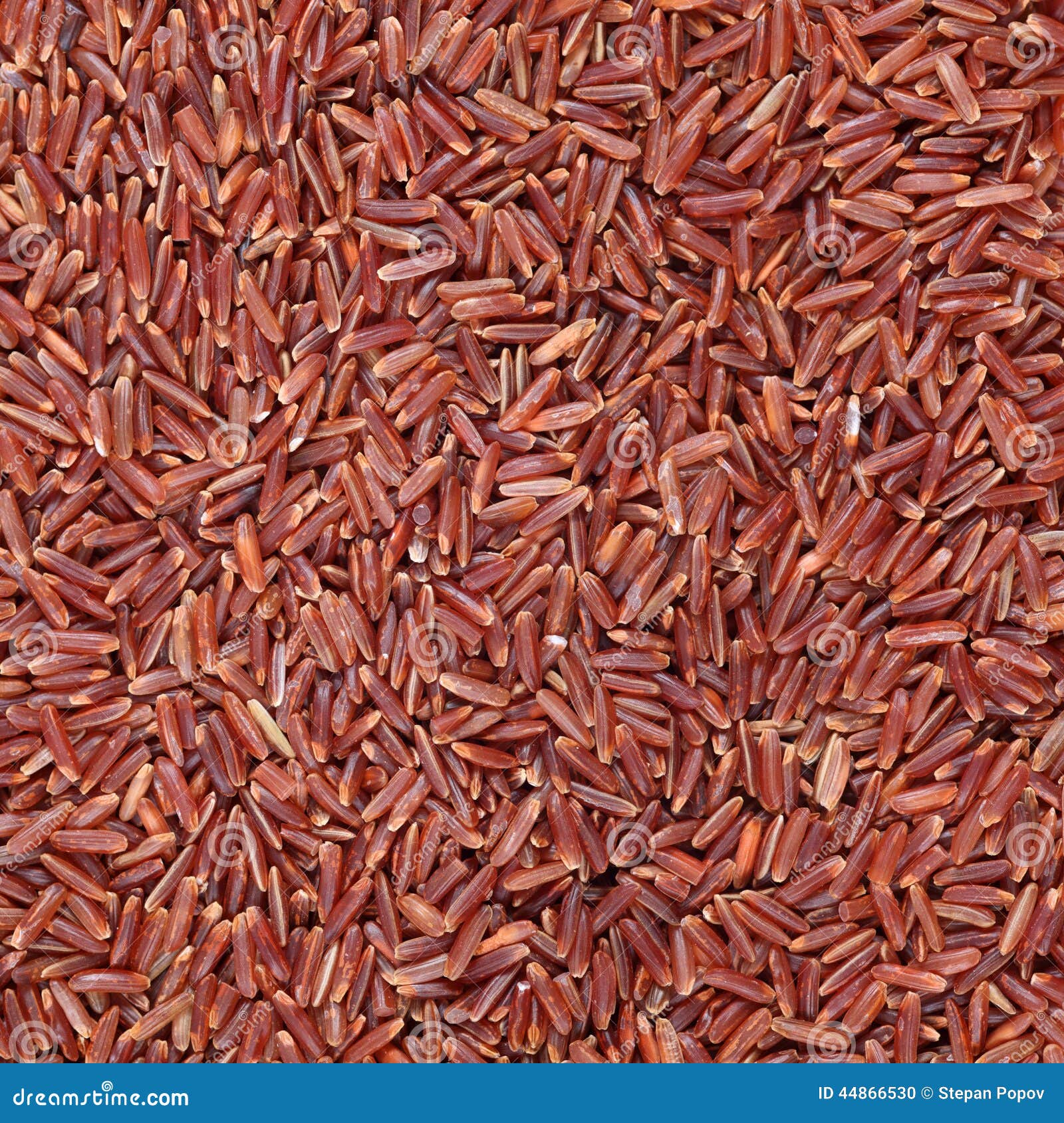 Roter Reis stockfoto. Bild von gruppe, studio, nachrichten - 44866530