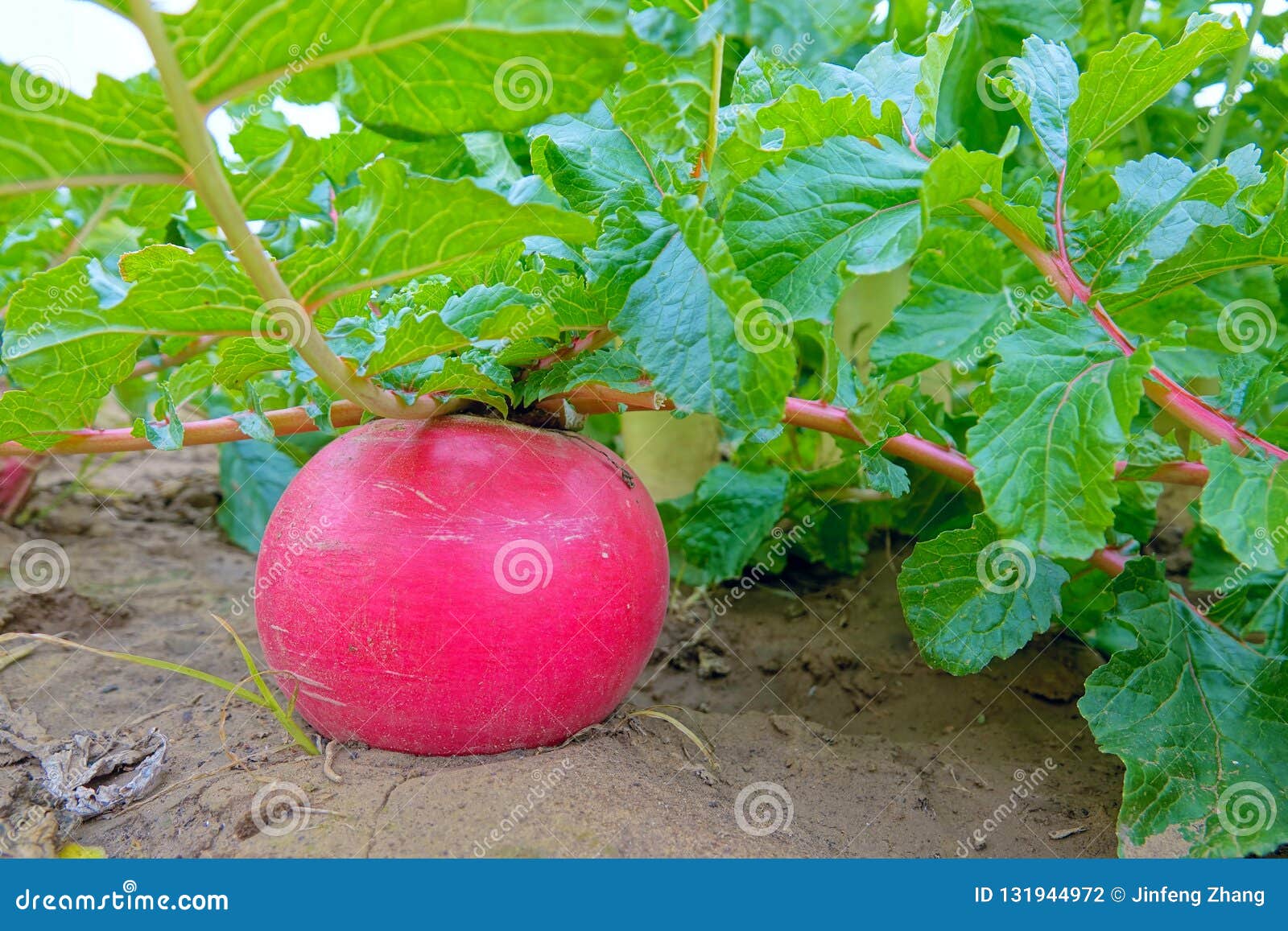 Roter Rettich stockfoto. Bild von grün, rettiche, ackerland - 131944972