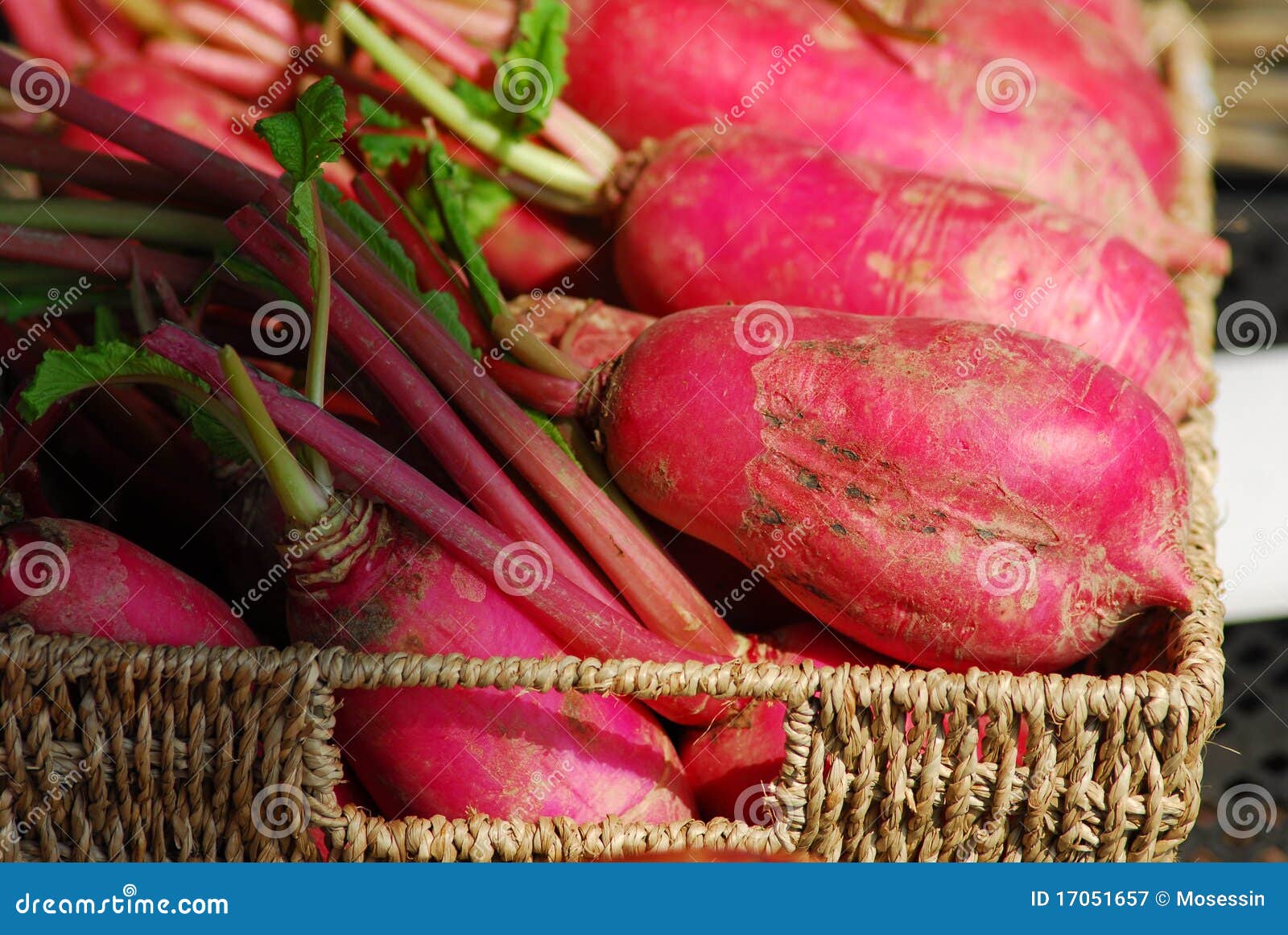 Roter Rettich stockbild. Bild von behäutet, betriebe - 17051657